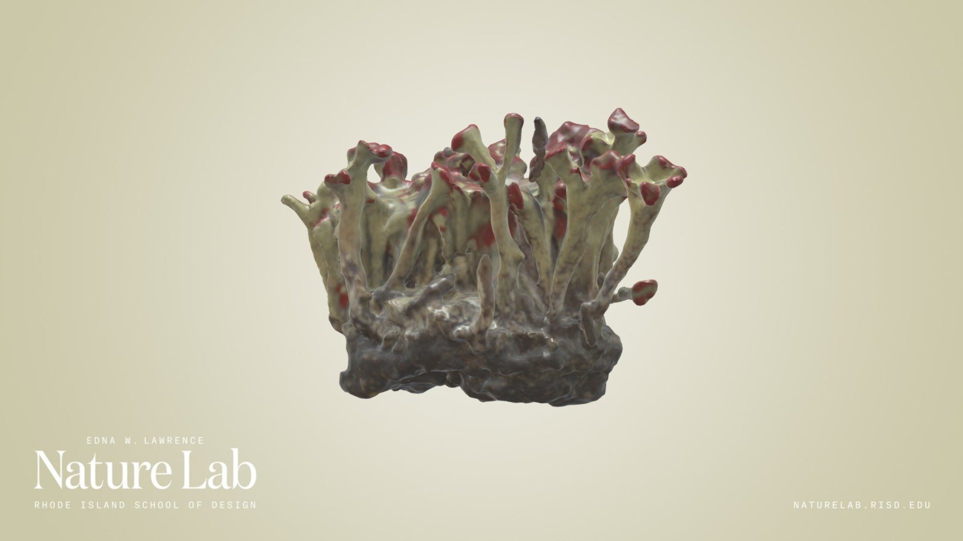 British soldier lichen - Download Free 3D model by RISD Nature Lab ...