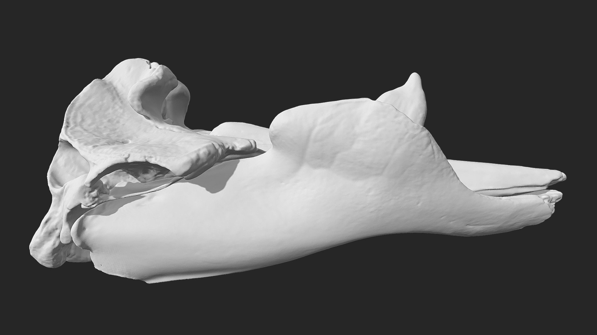 Baleine à bec de Blainville (Sans texture) - Download Free 3D model by Alienor.org, Conseil des ...