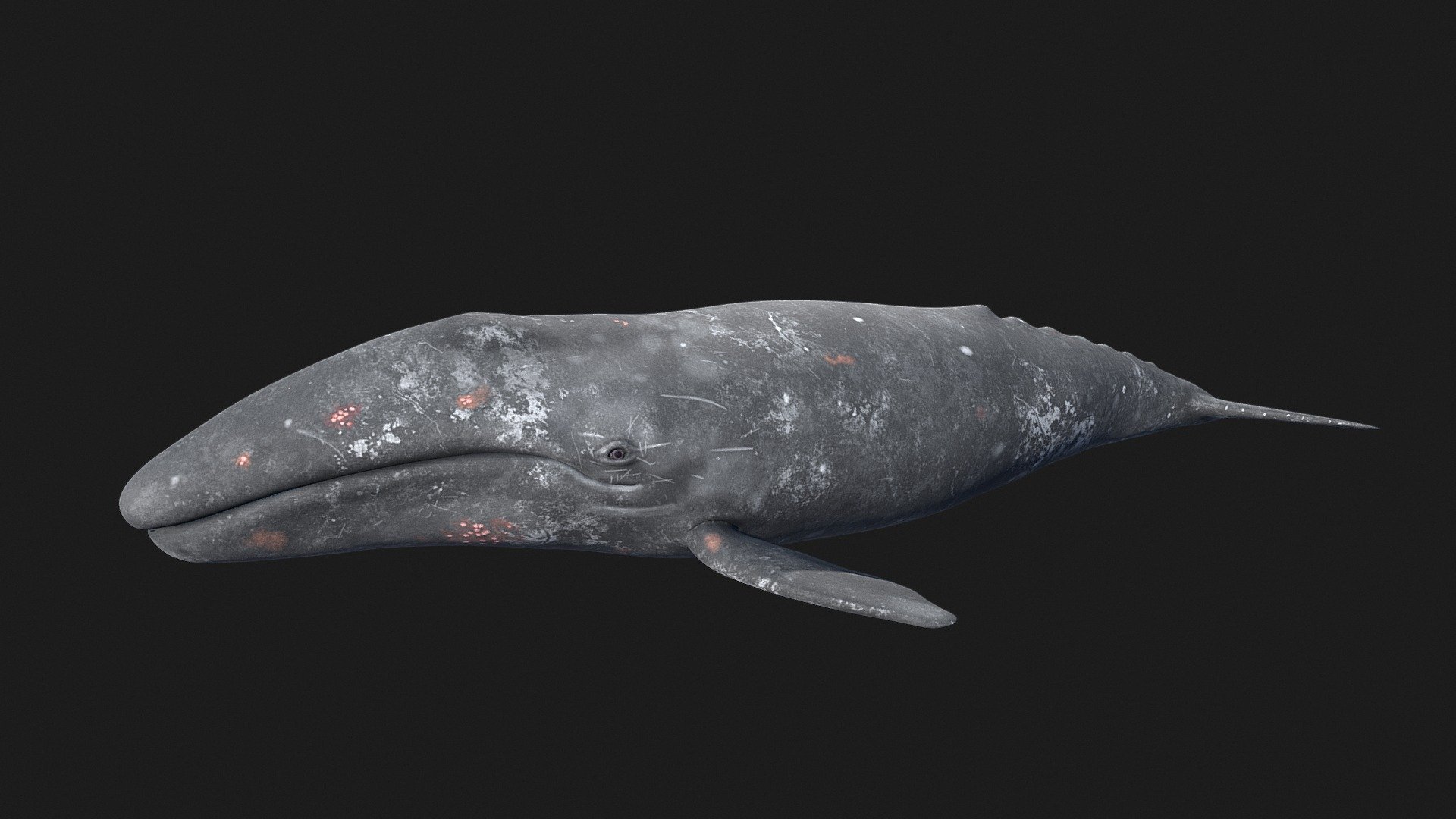 Model 100A - Gray Whale - Download Free 3D model by DigitalLife3D ...