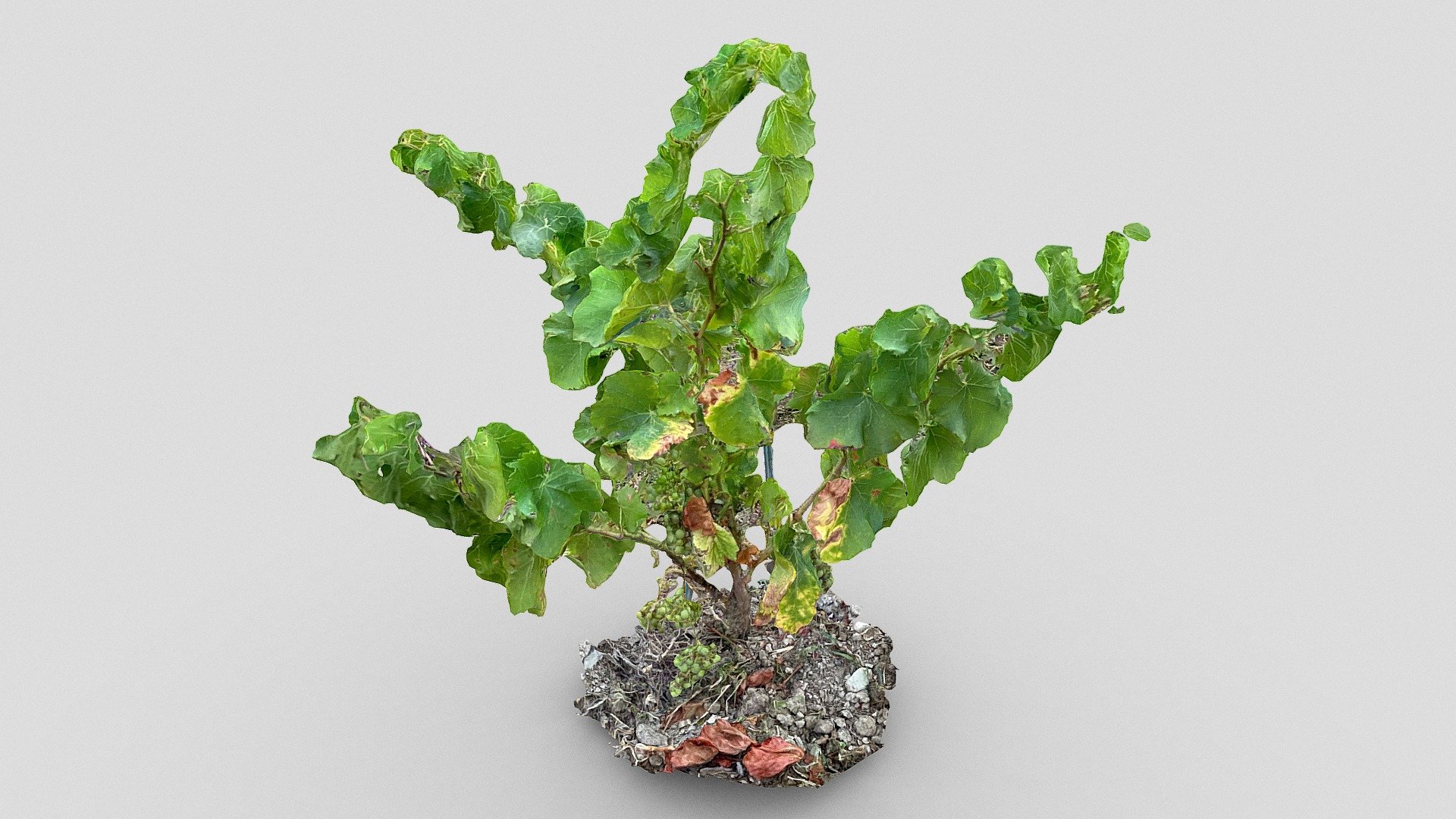 Day 219: Grapevine plant - 1scanaday - Download Free 3D model by Emm ...