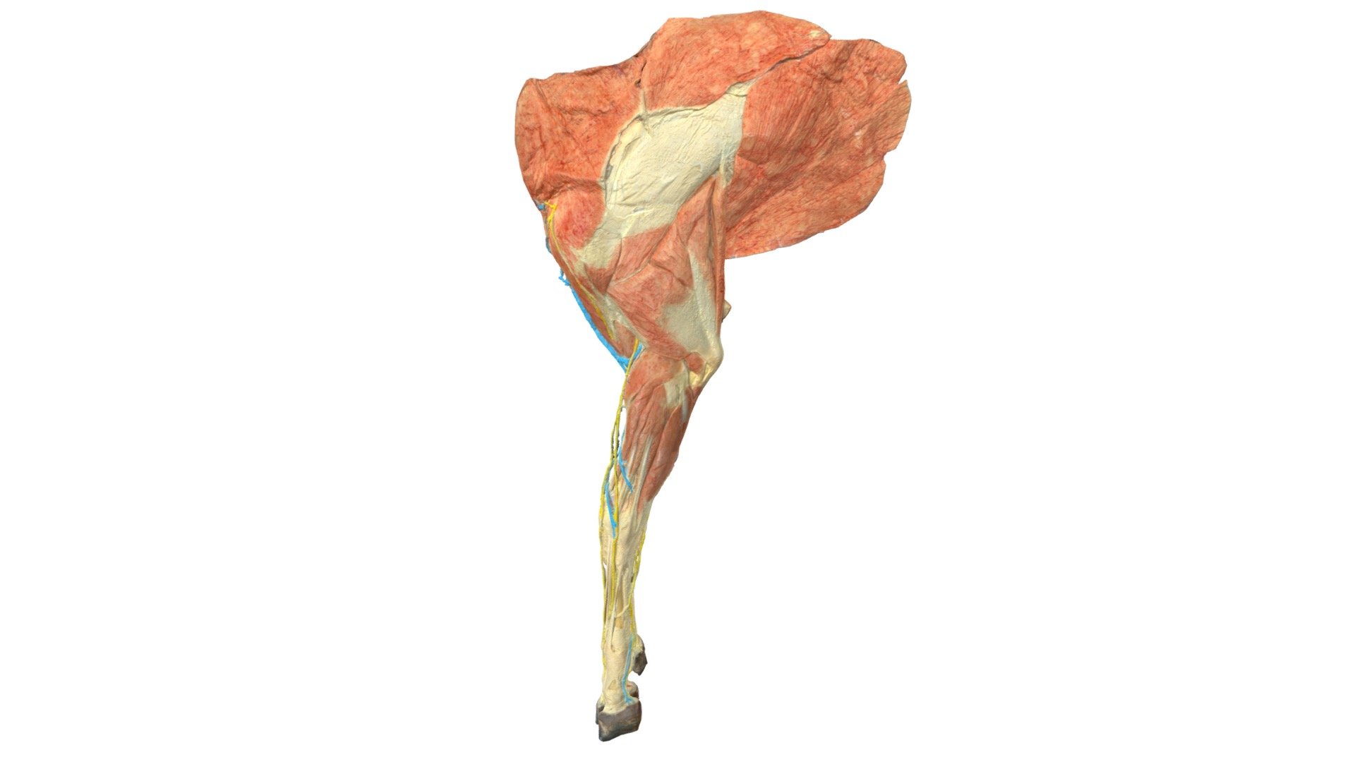 Goat, Forelimb, Topography - 3D model by Vetanat.UZH [f5a2bfc] - Sketchfab