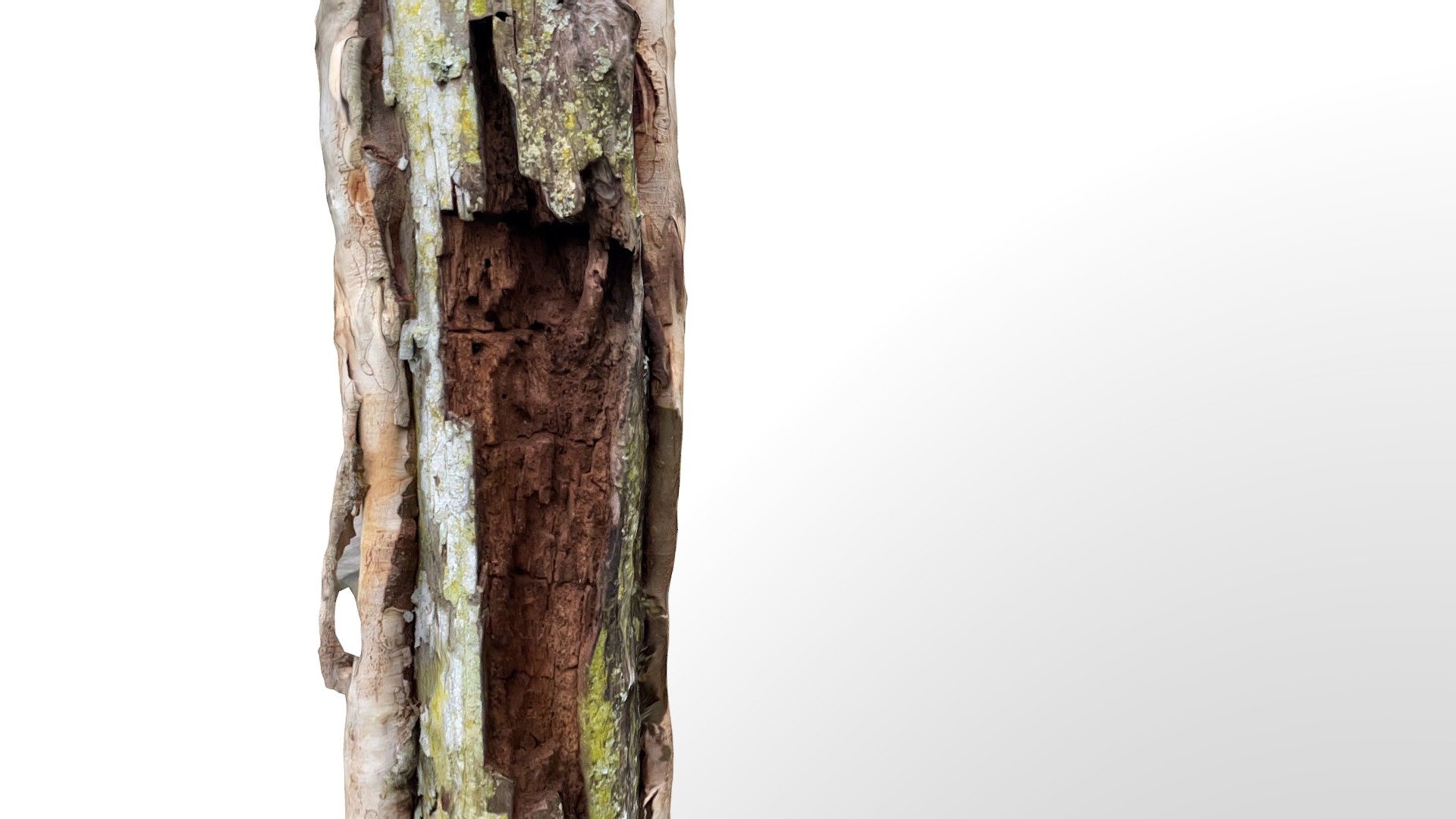 Termite Infested Tree Trunk (Scaniverse LIDAR) - Download Free 3D model ...