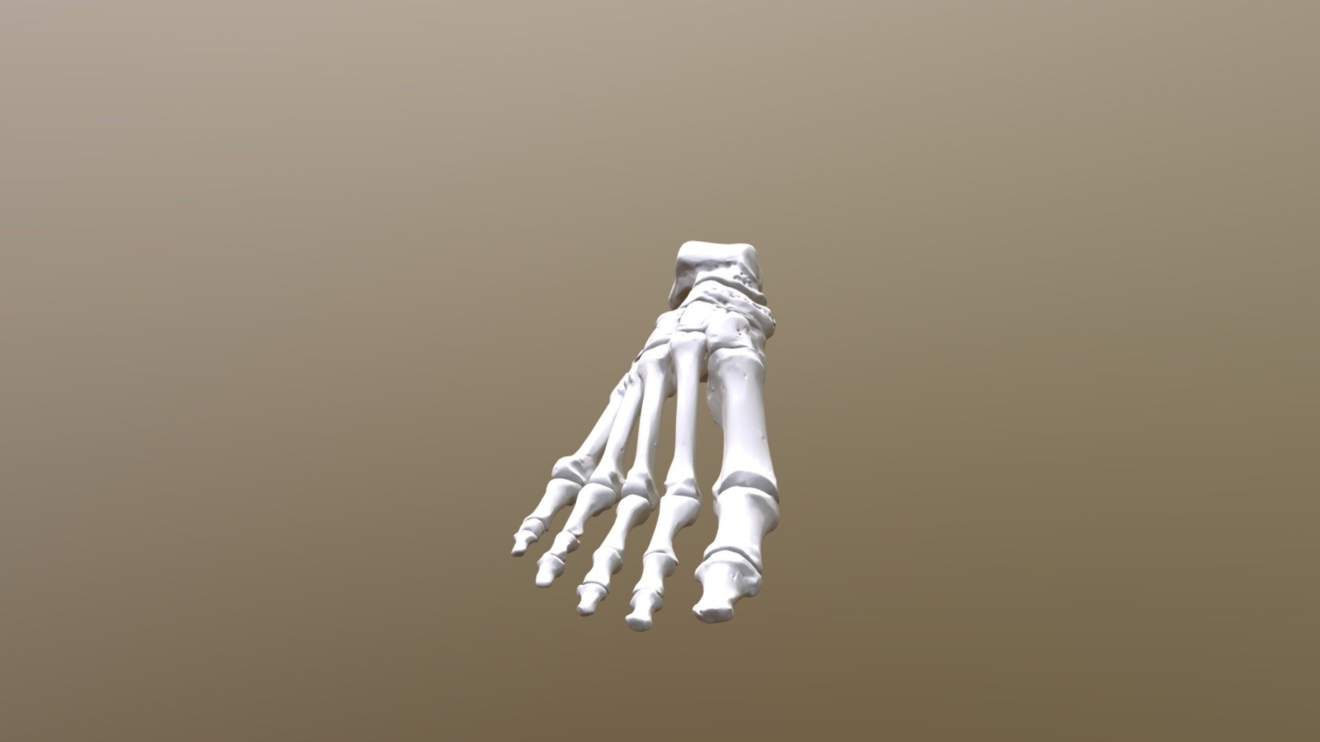 Foot-Plane Synovial Joint - 3D model by stacydicenso [f5a6974] - Sketchfab