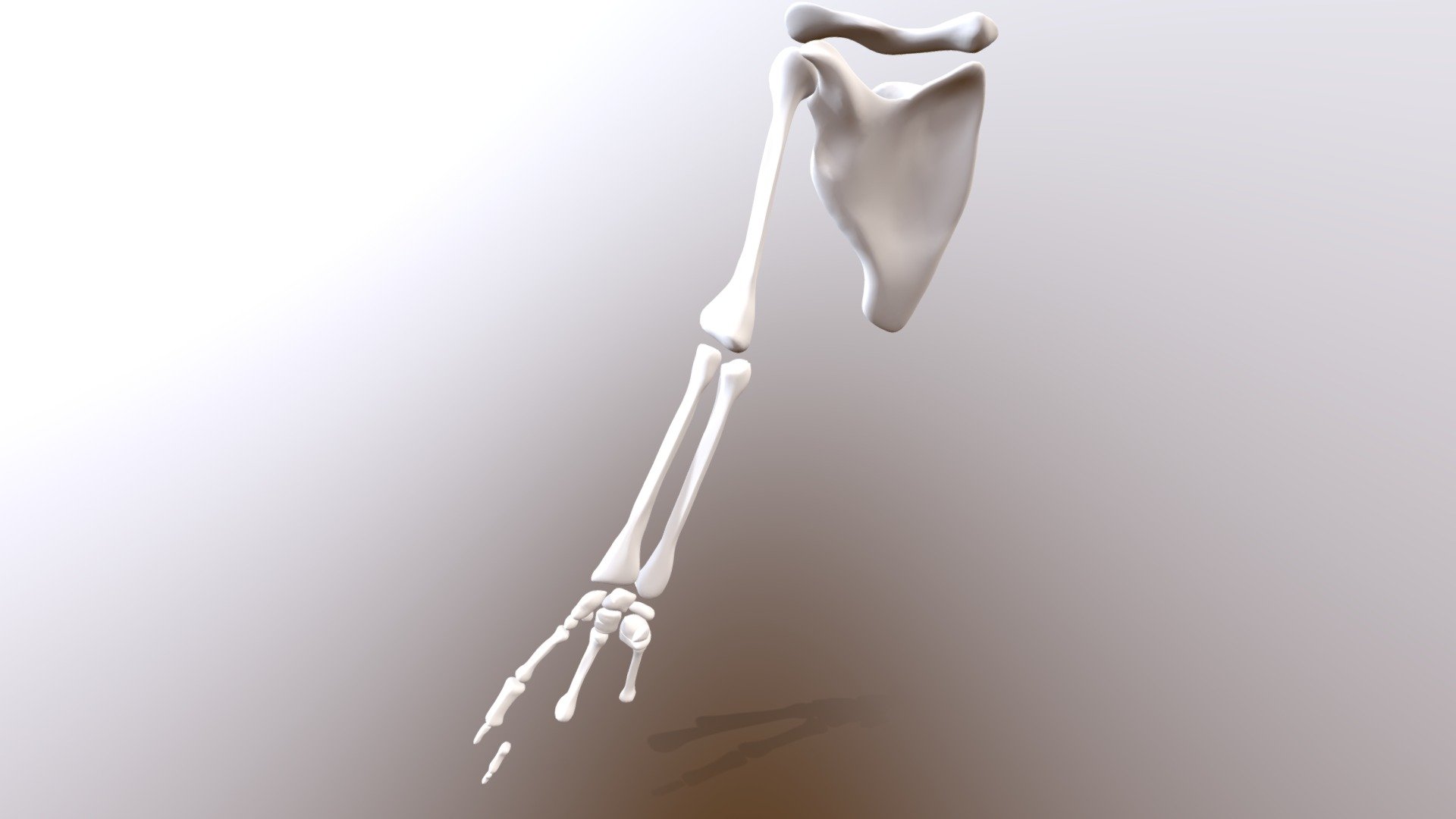 Arm bones - 3D model by BdoianDesigner [f5a6ccb] - Sketchfab