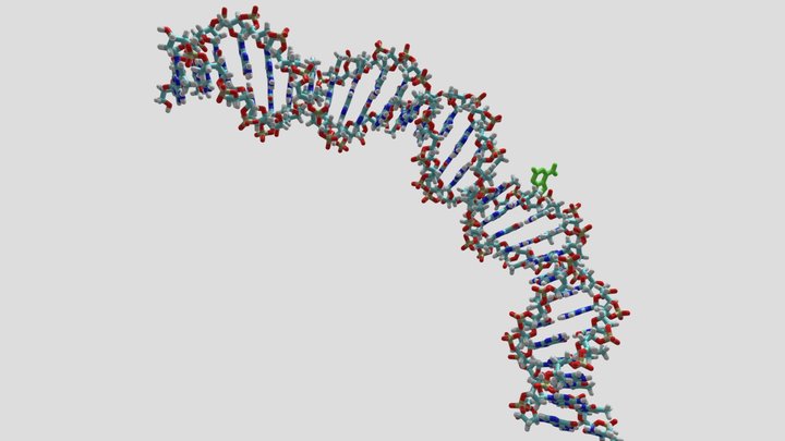 Dna 3D models - Sketchfab