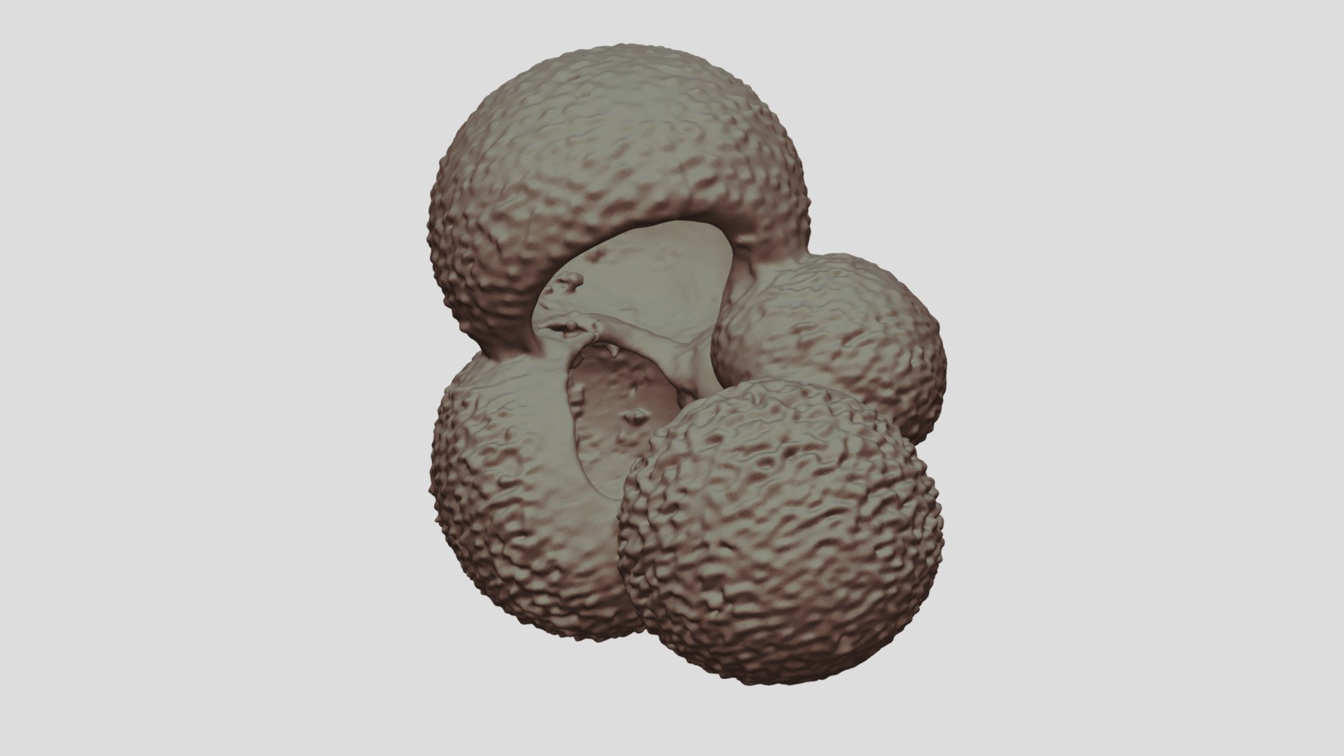 Globigerina bulloides [Geo B8502 785cm Shell-7] - Download Free 3D ...