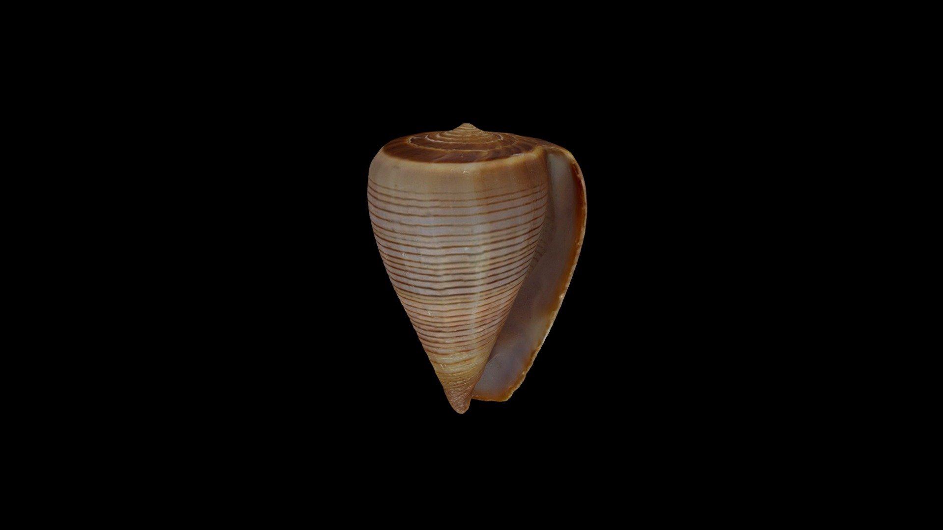 LATED 0016 - Download Free 3D model by latedcapuerj [f5b71db] - Sketchfab