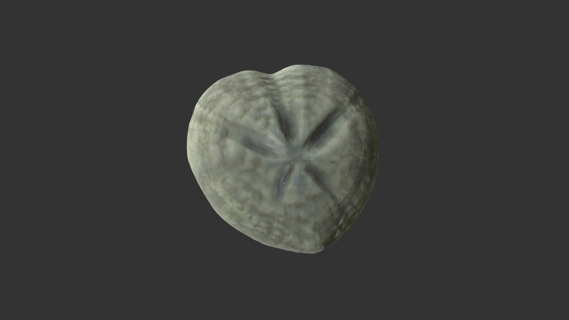 Micraster Sp - 3D model by svtlyceepasteur [f5b8c2f] - Sketchfab