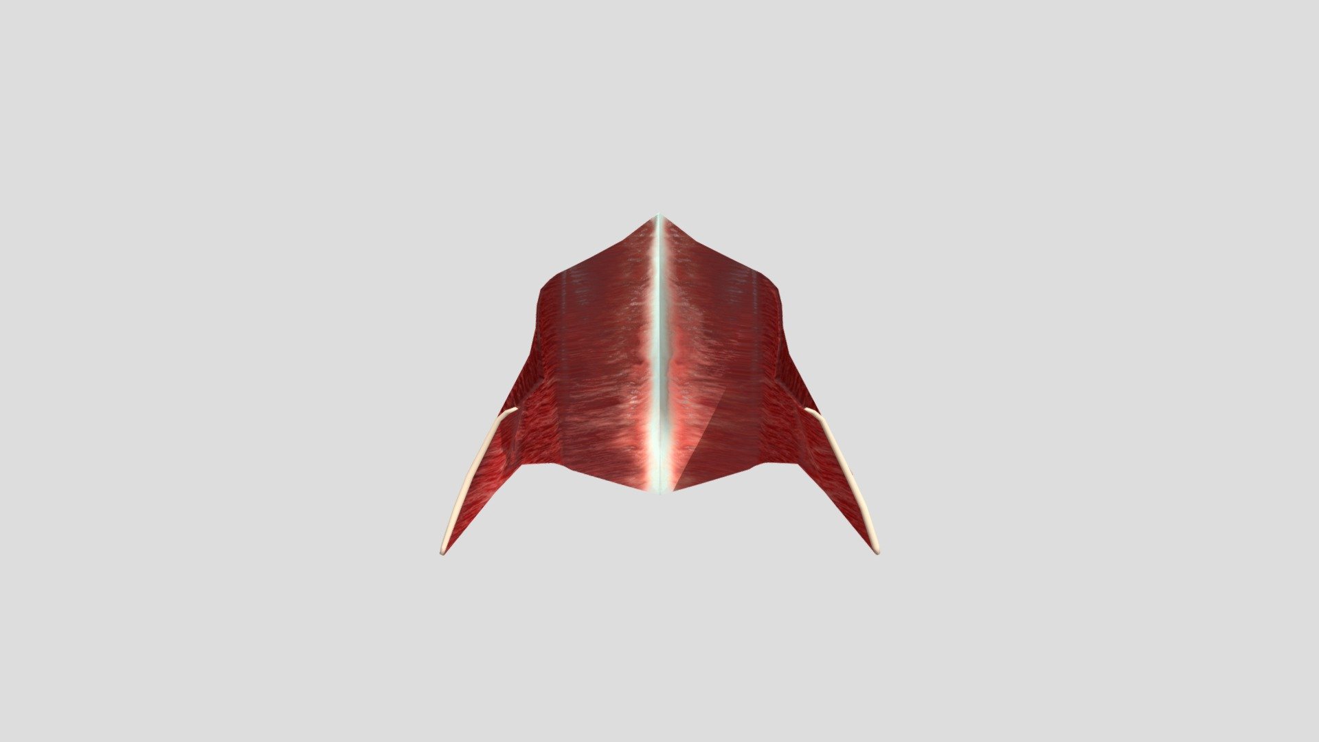Músculo constrictor superior de la faringe - 3D model by lesliecampo ...