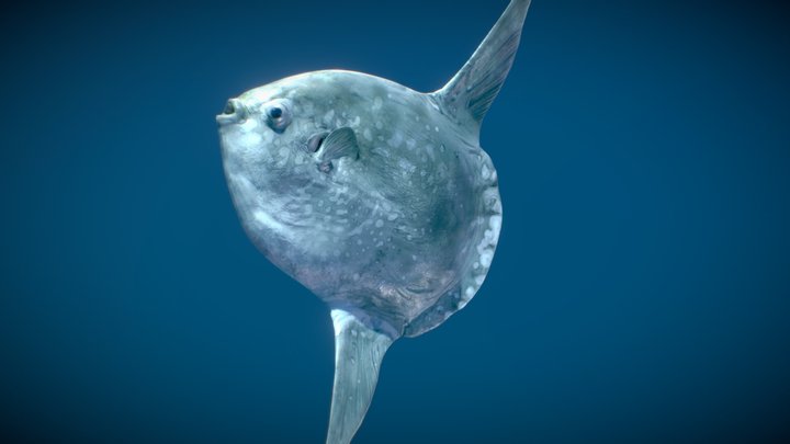 Water 3D models - Sketchfab