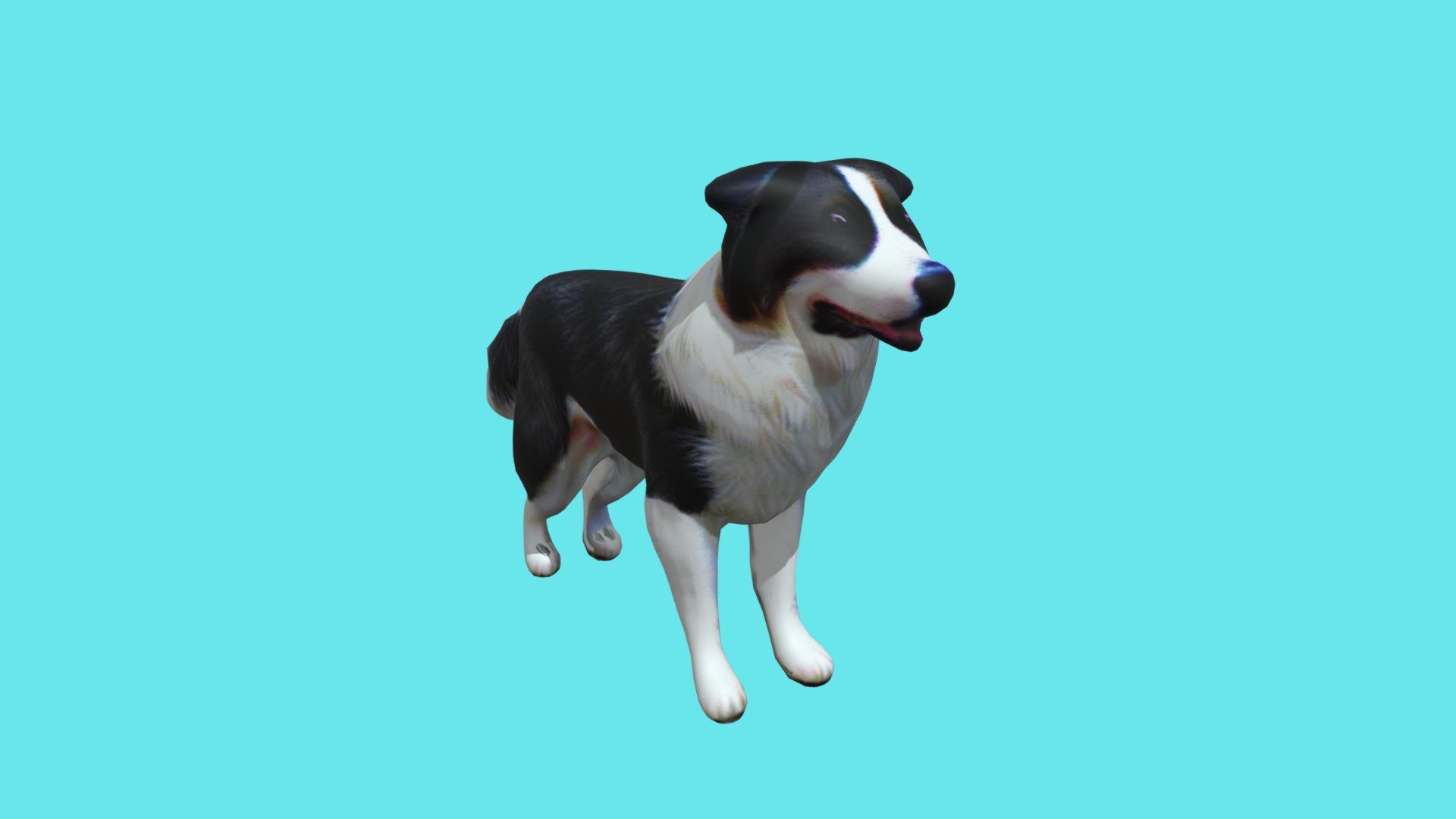 border collie - Download Free 3D model by vicente betoret ferrero ...