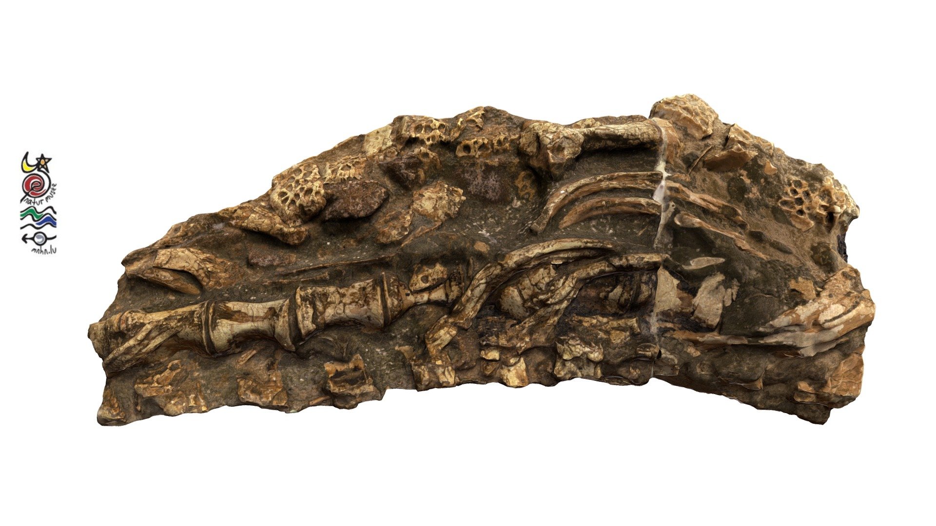 Teleosauroidea TV209 - Download Free 3D model by Musée national d ...