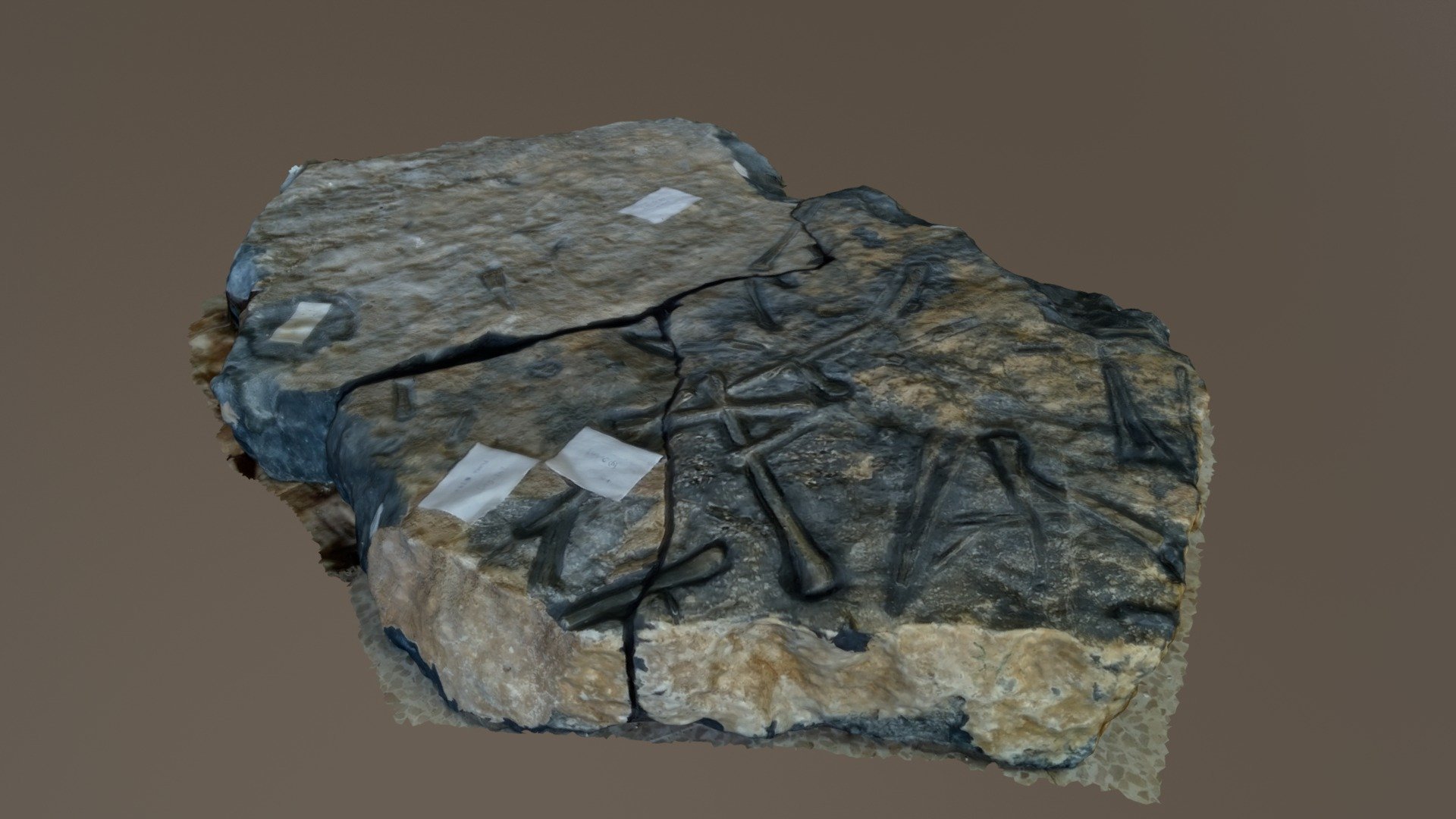 Prejanopterus - 3D model by LDGP Geometric Documentation of Heritage ...