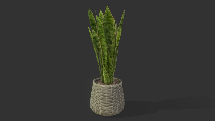 Snake_plant 3D models - Sketchfab