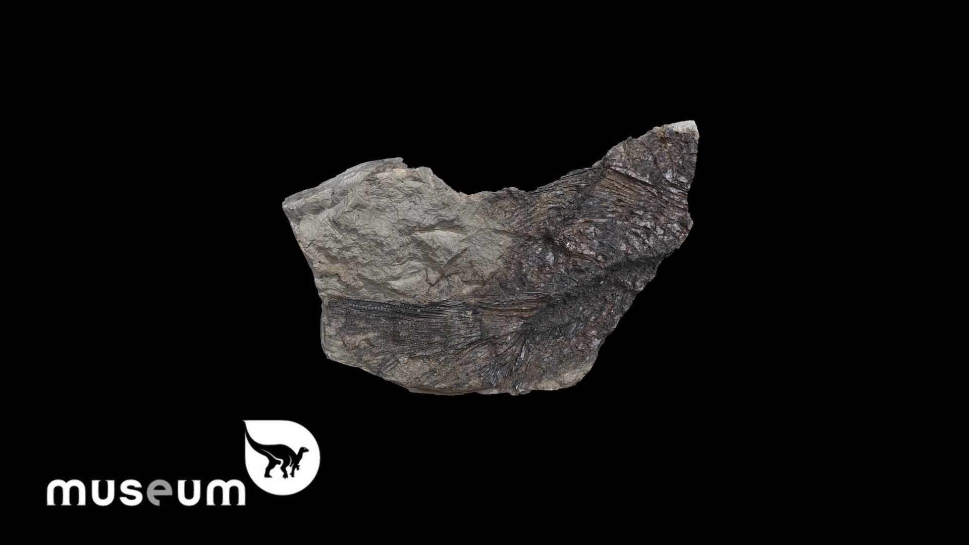 IRSNB P 03392 - Aethalionopsis robustus - 3D model by Royal Belgian ...