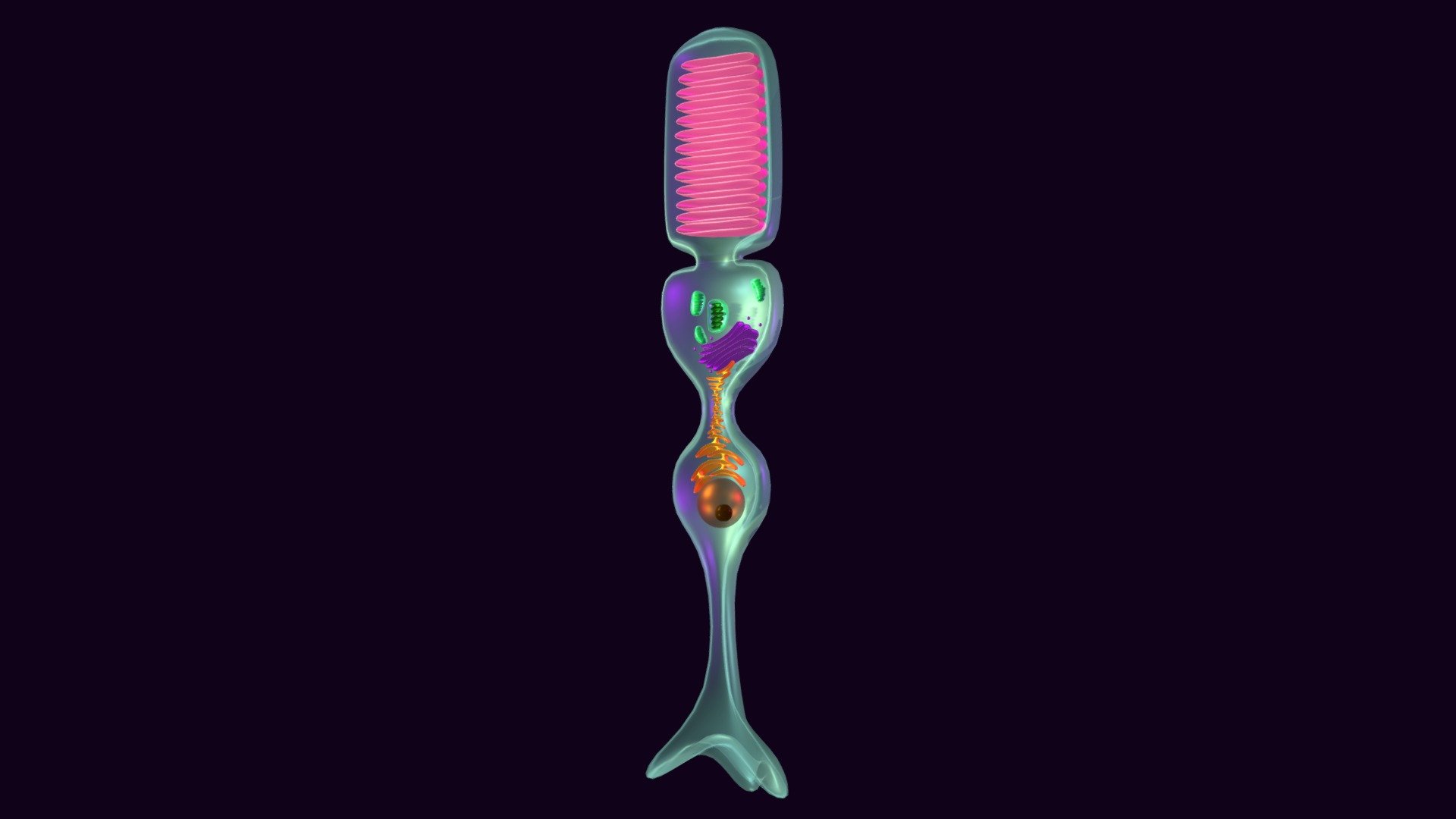 Rod Cell - Download Free 3D model by xb3013 [f5d6d60] - Sketchfab