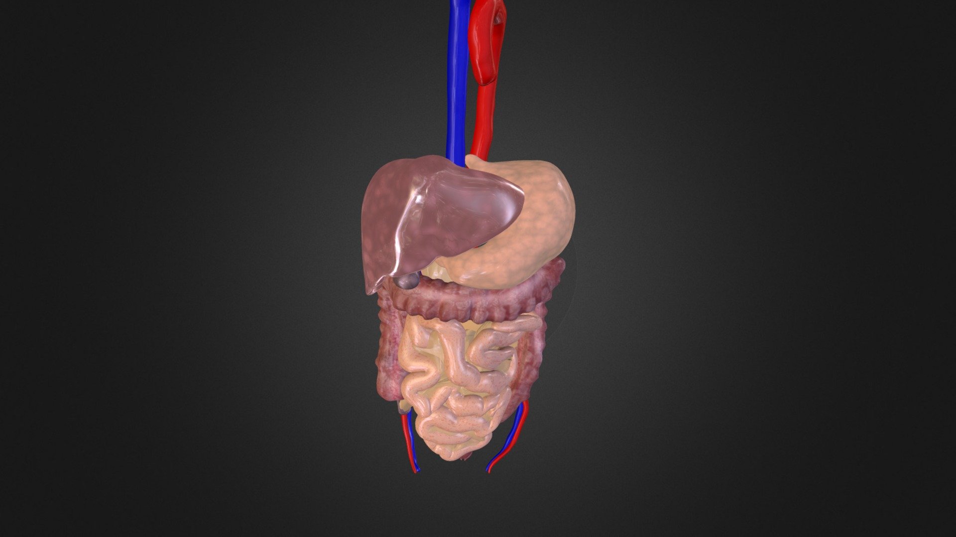 Medical Model - 3D model by Dara Walsh (@darawalsh) [f5daf8f] - Sketchfab