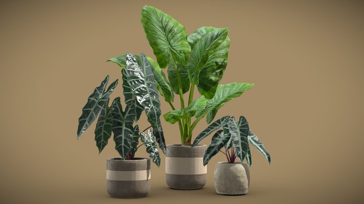 Taro 3D models - Sketchfab