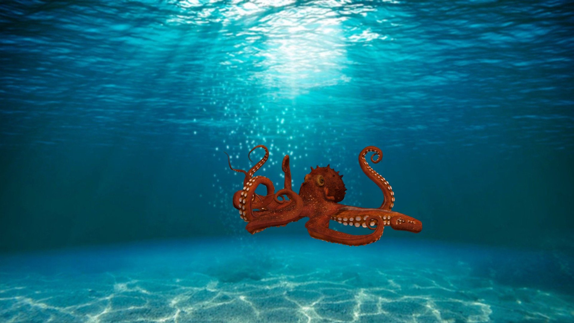 Octopus - 3D model by Scielab [f5df6f6] - Sketchfab