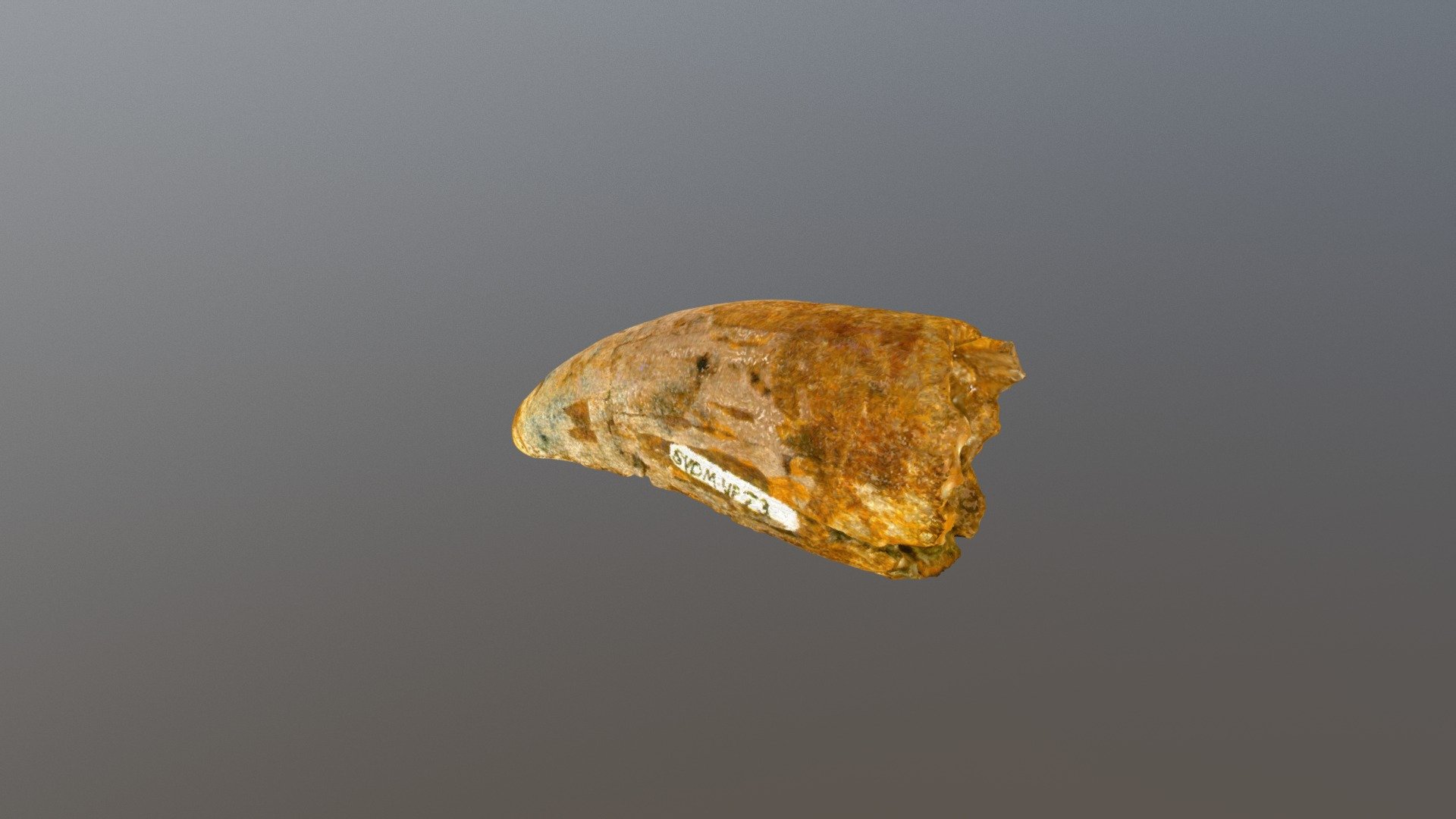 Tyrannosaurus Rex Tooth (VCU_3D_3442) - 3D model by Virtual Curation ...