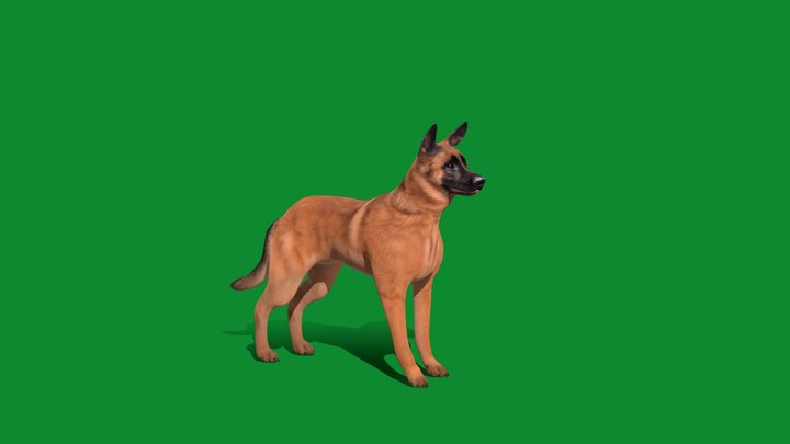 Belgian-malinois 3D models - Sketchfab