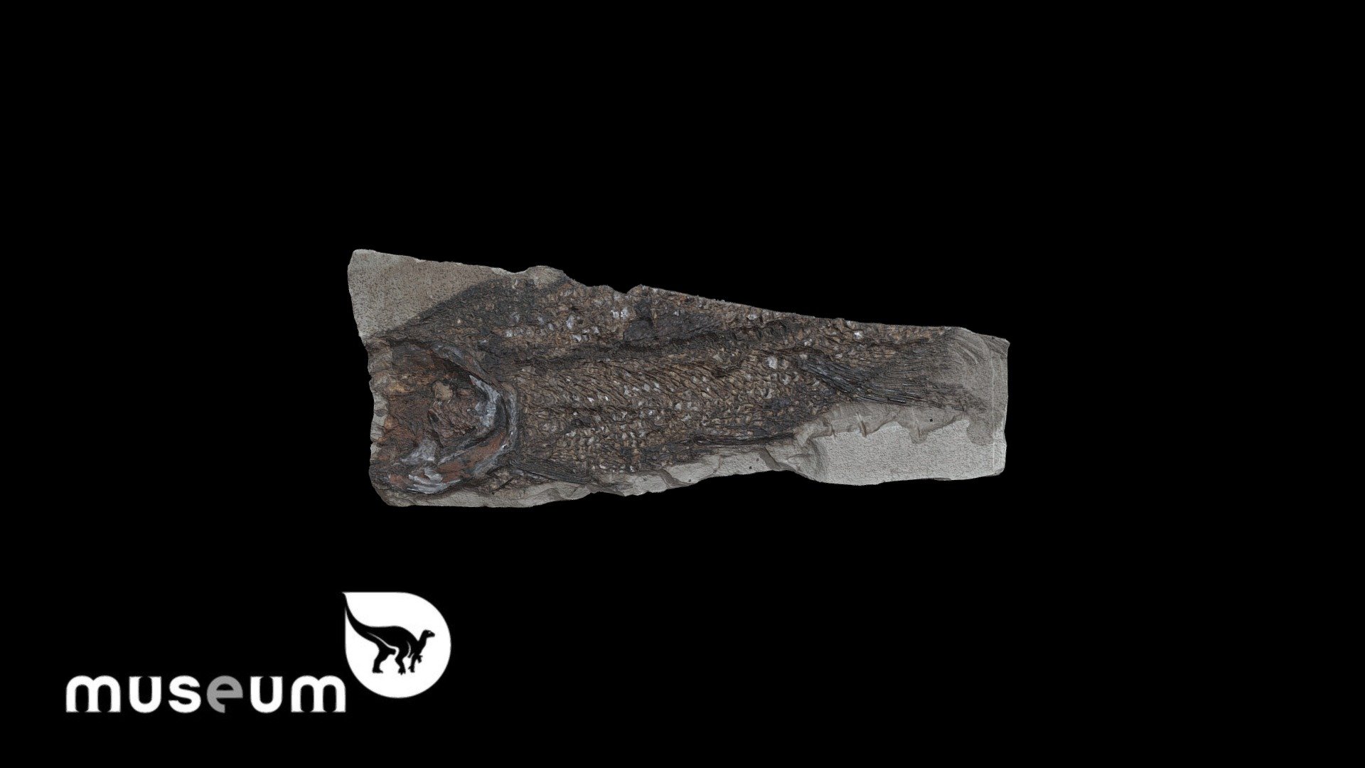 IRSNB P 03399 (1) - Aethalionopsis robustus - 3D model by Royal Belgian ...