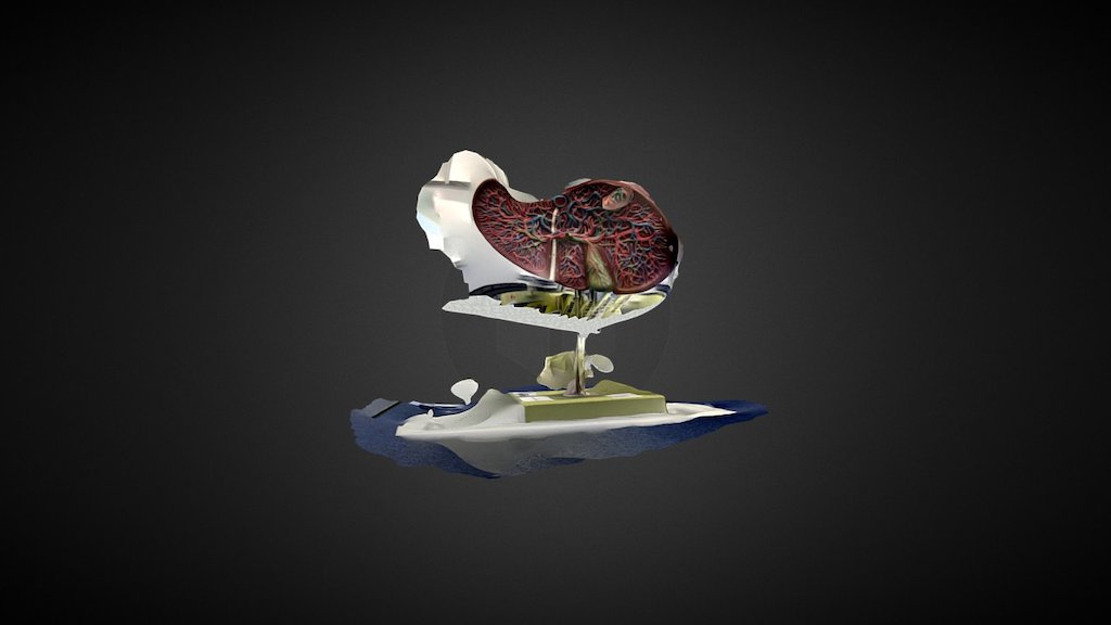 Liver model - 3D model by ay267 [f5fcafe] - Sketchfab
