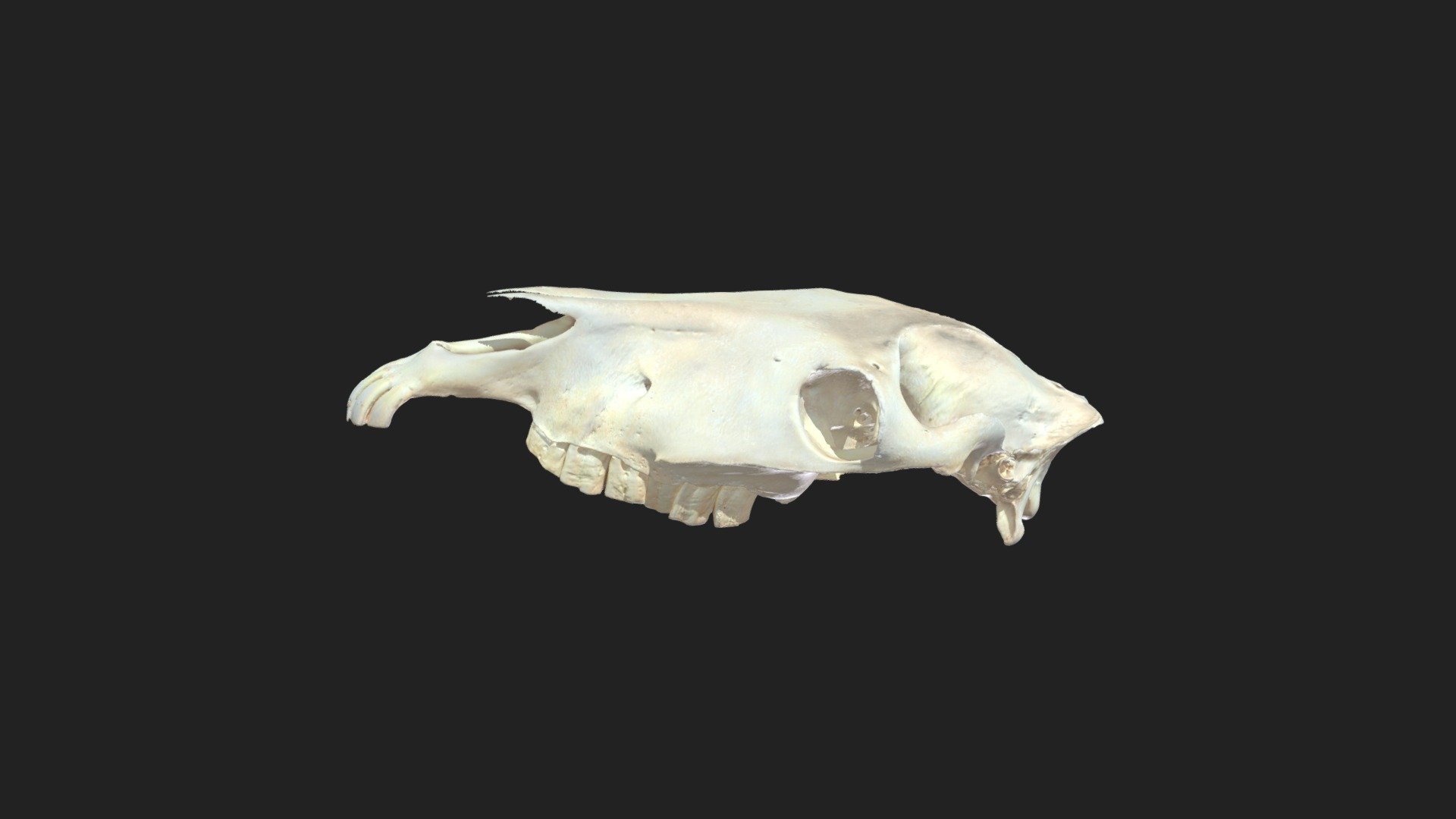 upper skull donkey - 3D model by vetanatMunich [f5ff6a8] - Sketchfab