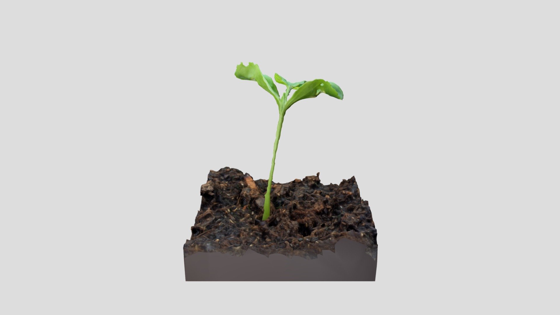 Sapling - 3D model by zdendal [f610a09] - Sketchfab