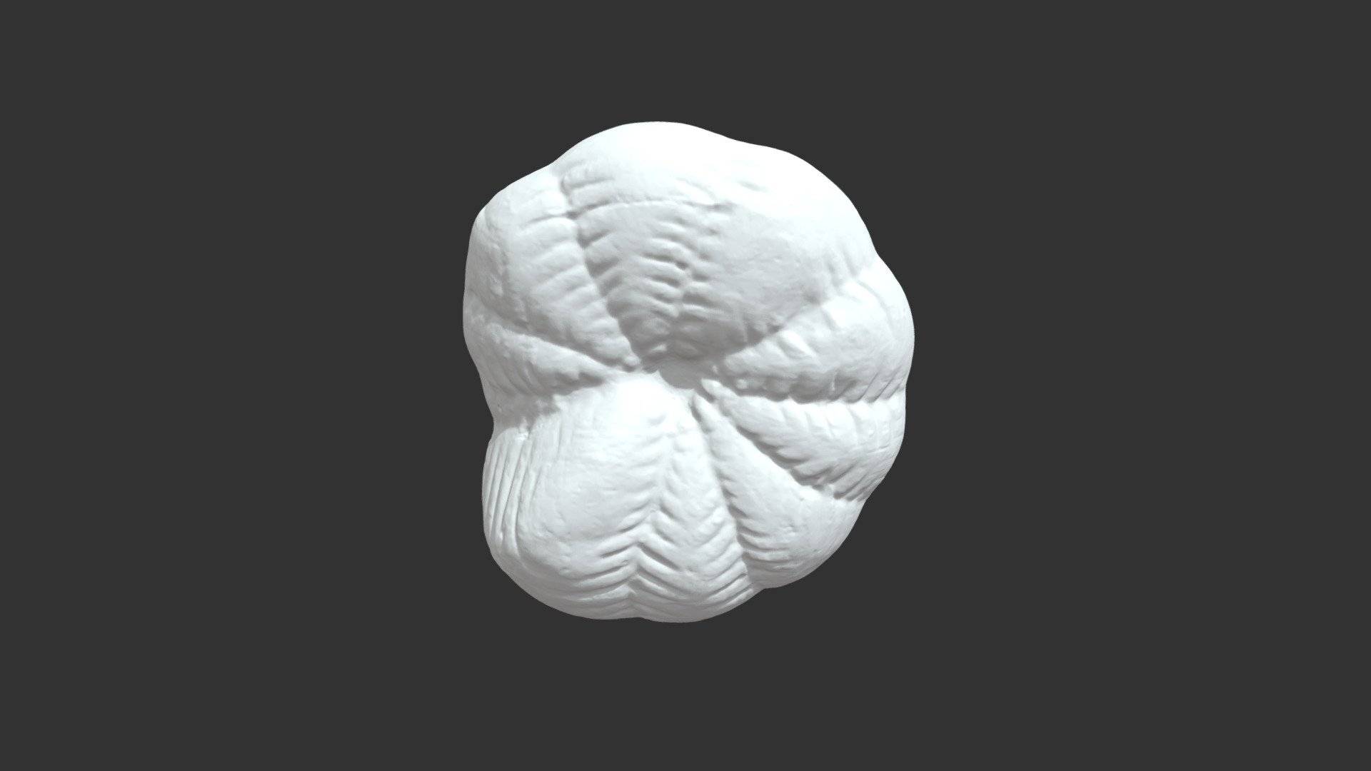 Rotalina corallina (206545) - 3D model by Photo3D (@vect3d) [f610d5b ...