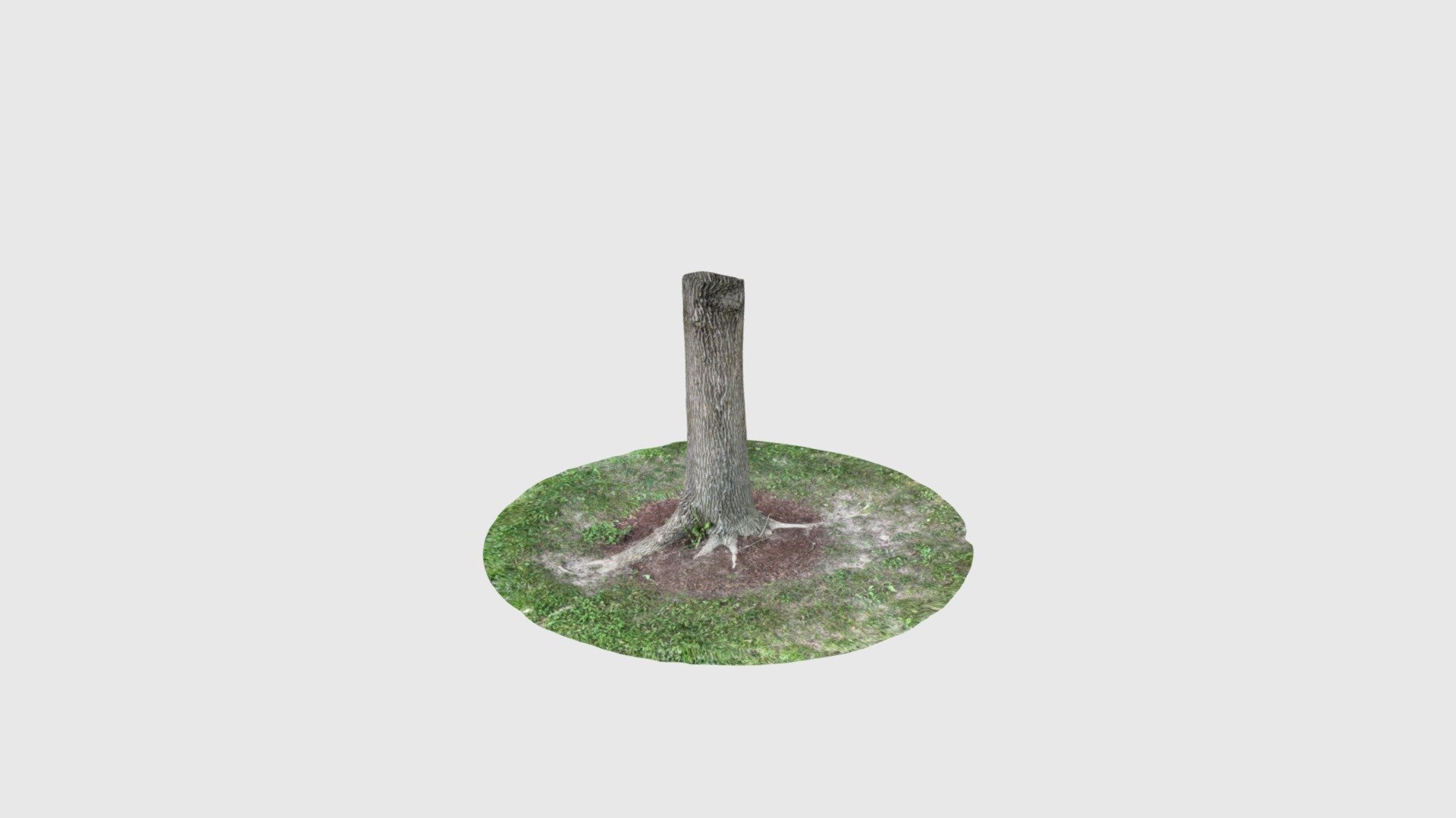 South Burlington Tree Trunk - Download Free 3D model by keeg64 [f6133d6 ...