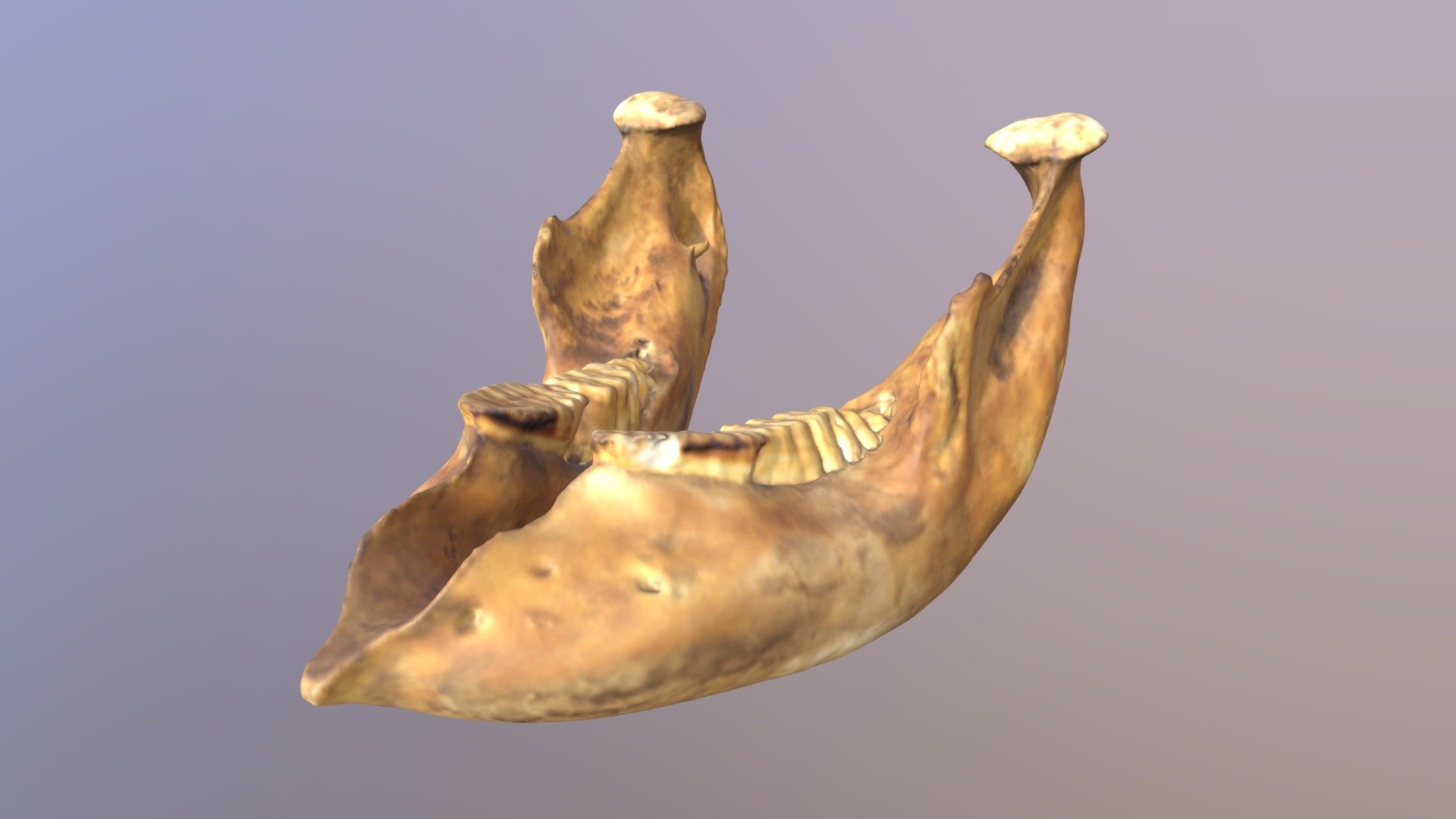 Baby Elephant Mandible (VCU_3D_4301) - Download Free 3D model by ...