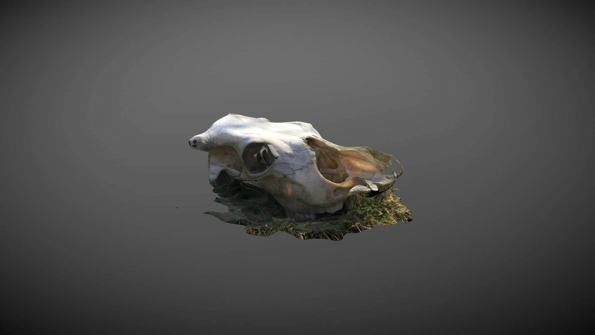 Random Cow Skull - 3D model by ddachkinov [f618d92] - Sketchfab