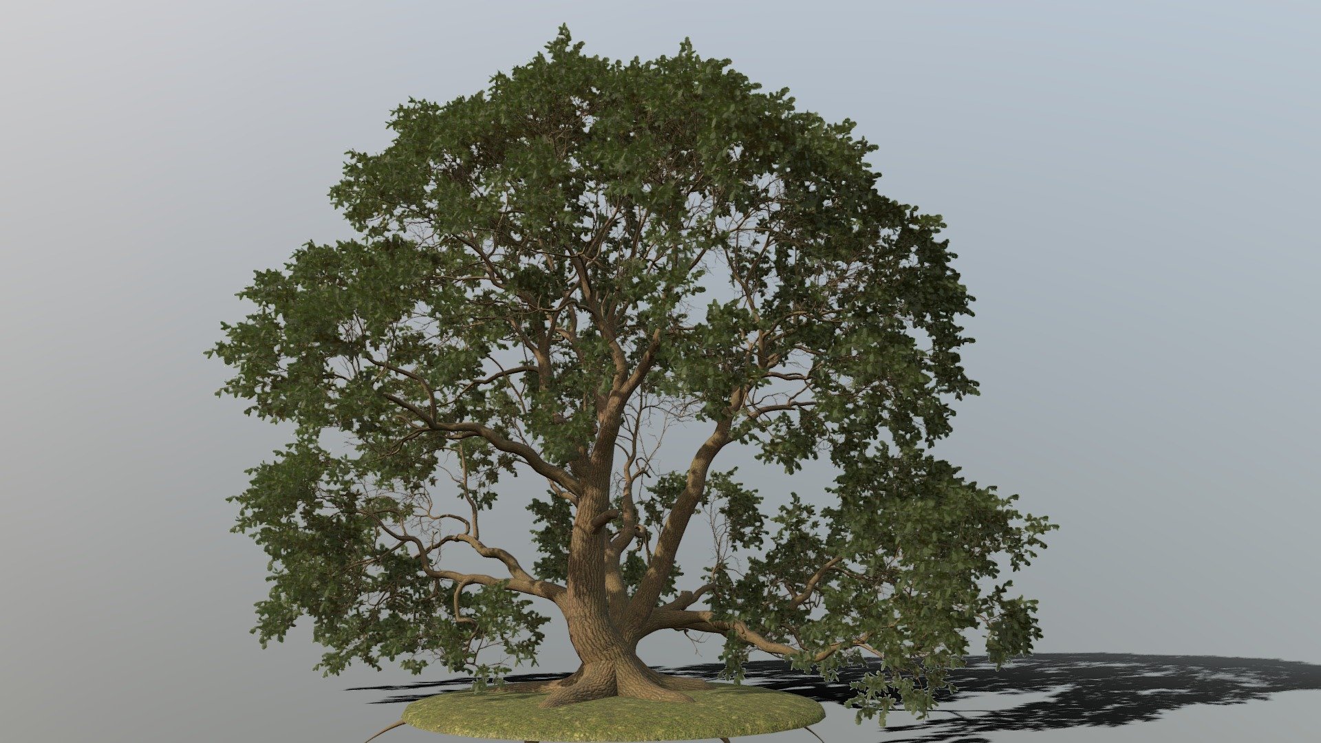 Oak Tree - Buy Royalty Free 3D model by Studio Lab (@studiolab.dev ...