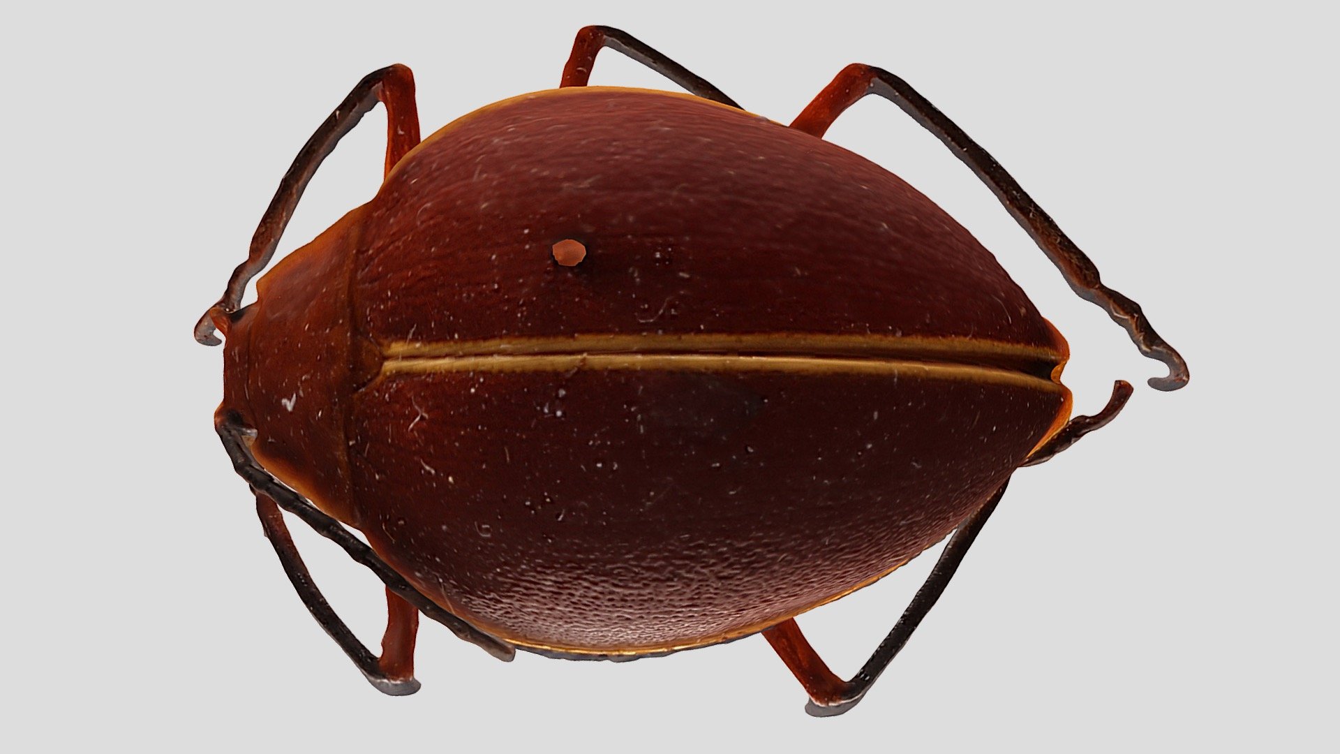 YPM ENT.623716 Coleoptera: Ellipticus dorbignyi - Download Free 3D ...