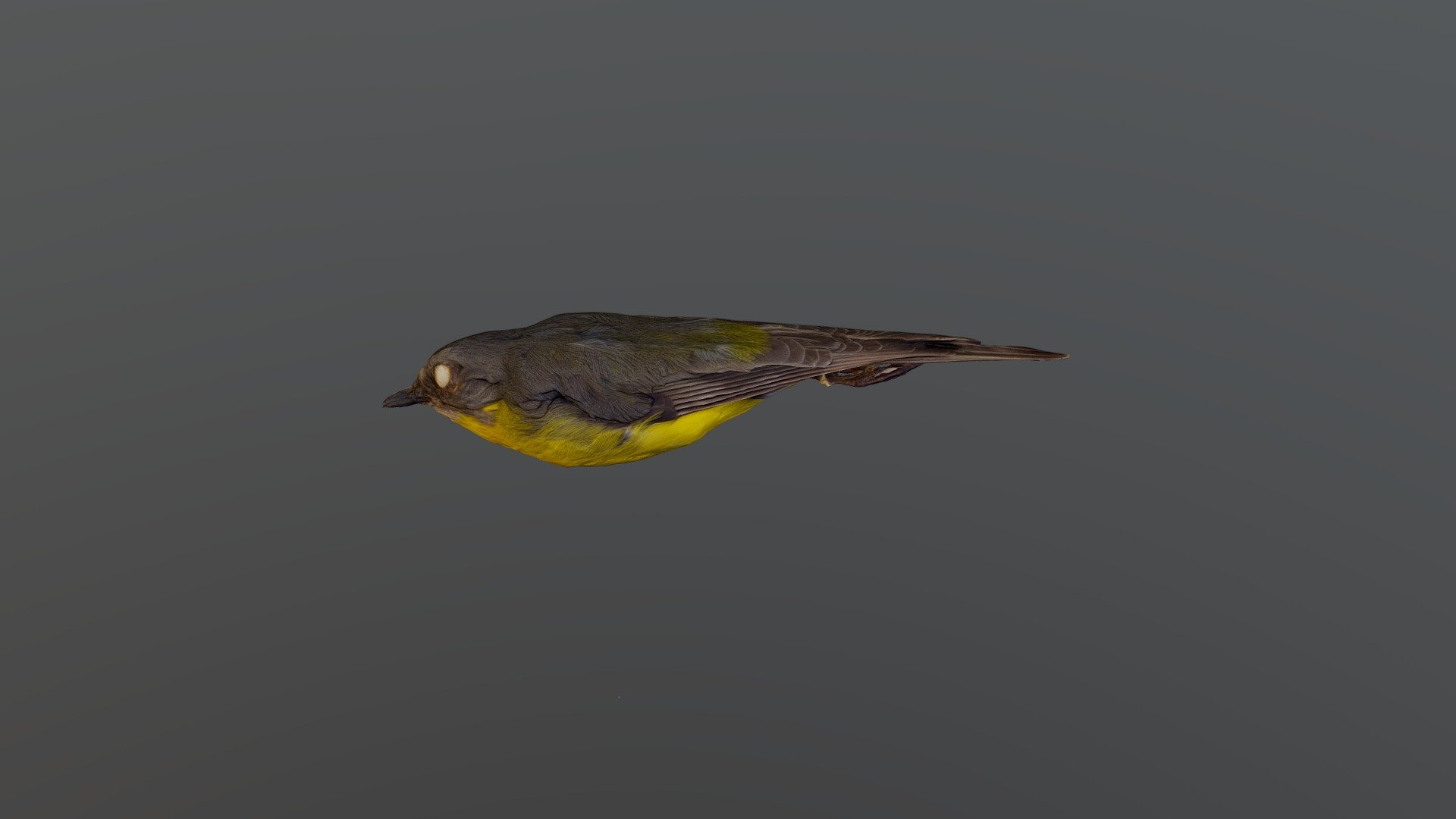 Eastern Yellow Robin - Eopsaltria australis - Download Free 3D model by ...
