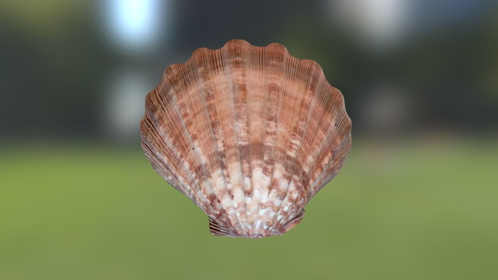 Shell - Download Free 3D model by Kevin Scofield (@kevinscofield ...