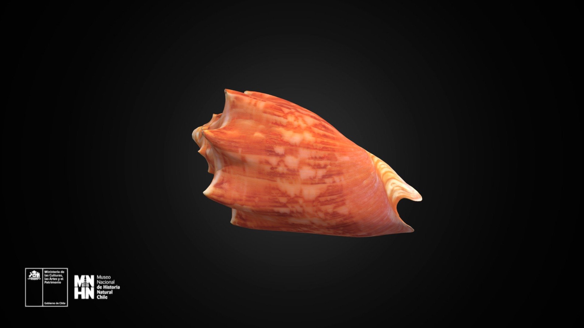 Cymbiola vespertilio f. agustinensis Bail 4972 - Download Free 3D model ...