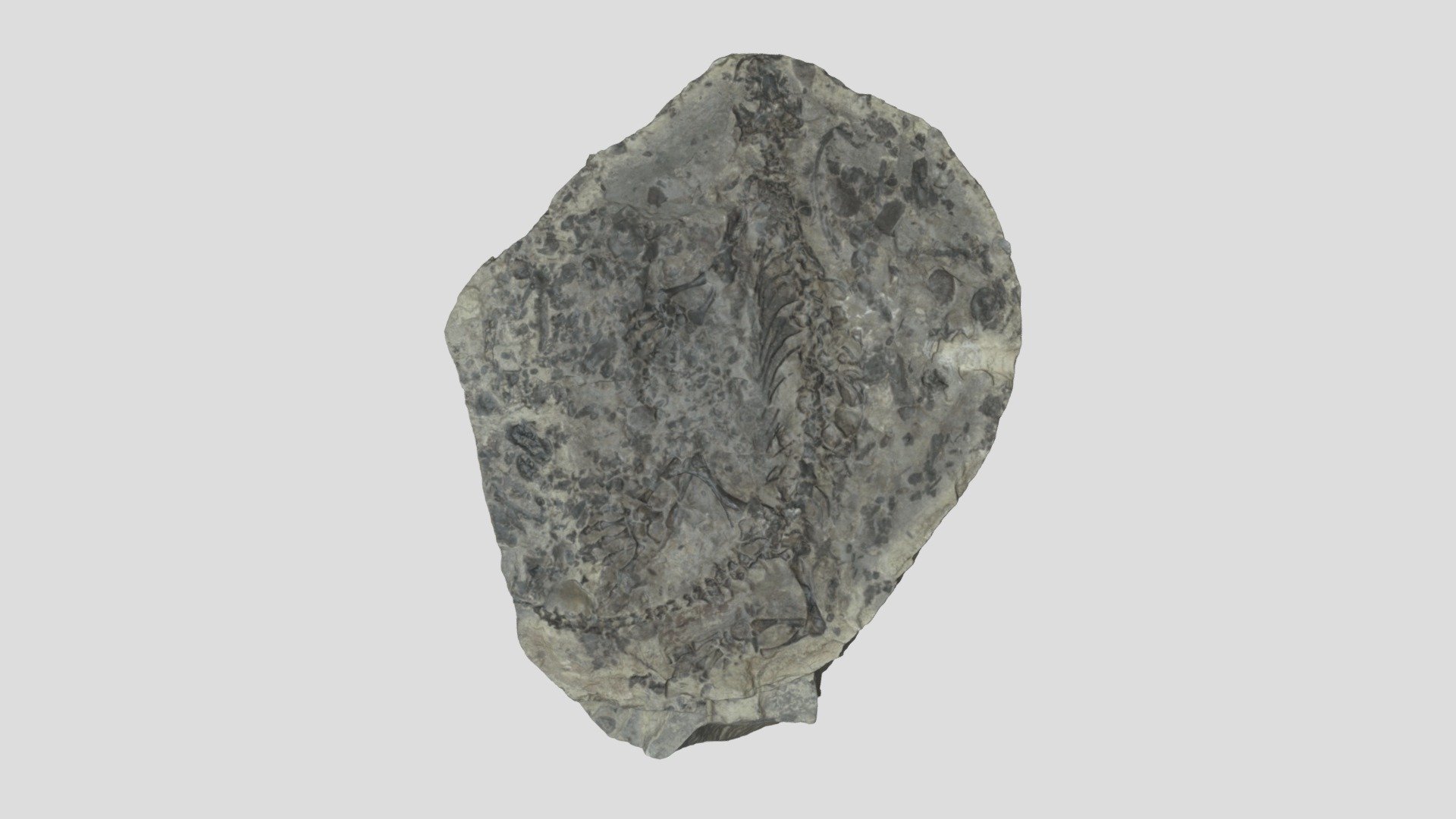 Parareptile fossil - Barasaurus besairiei (L24B) - 3D model by Hong ...