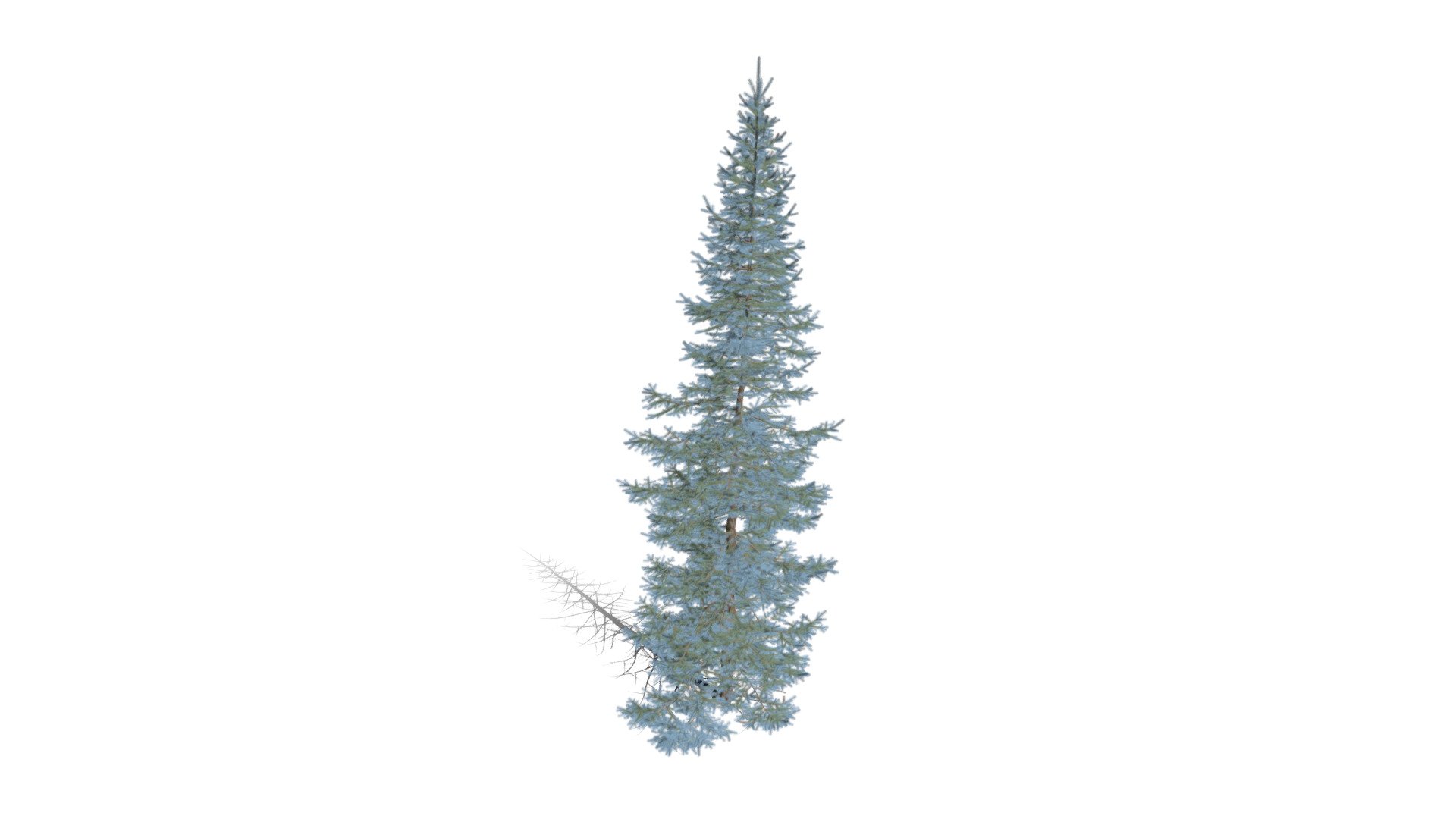 Realistic HD Colorado Blue spruce (13/43) - Download Free 3D model by ...