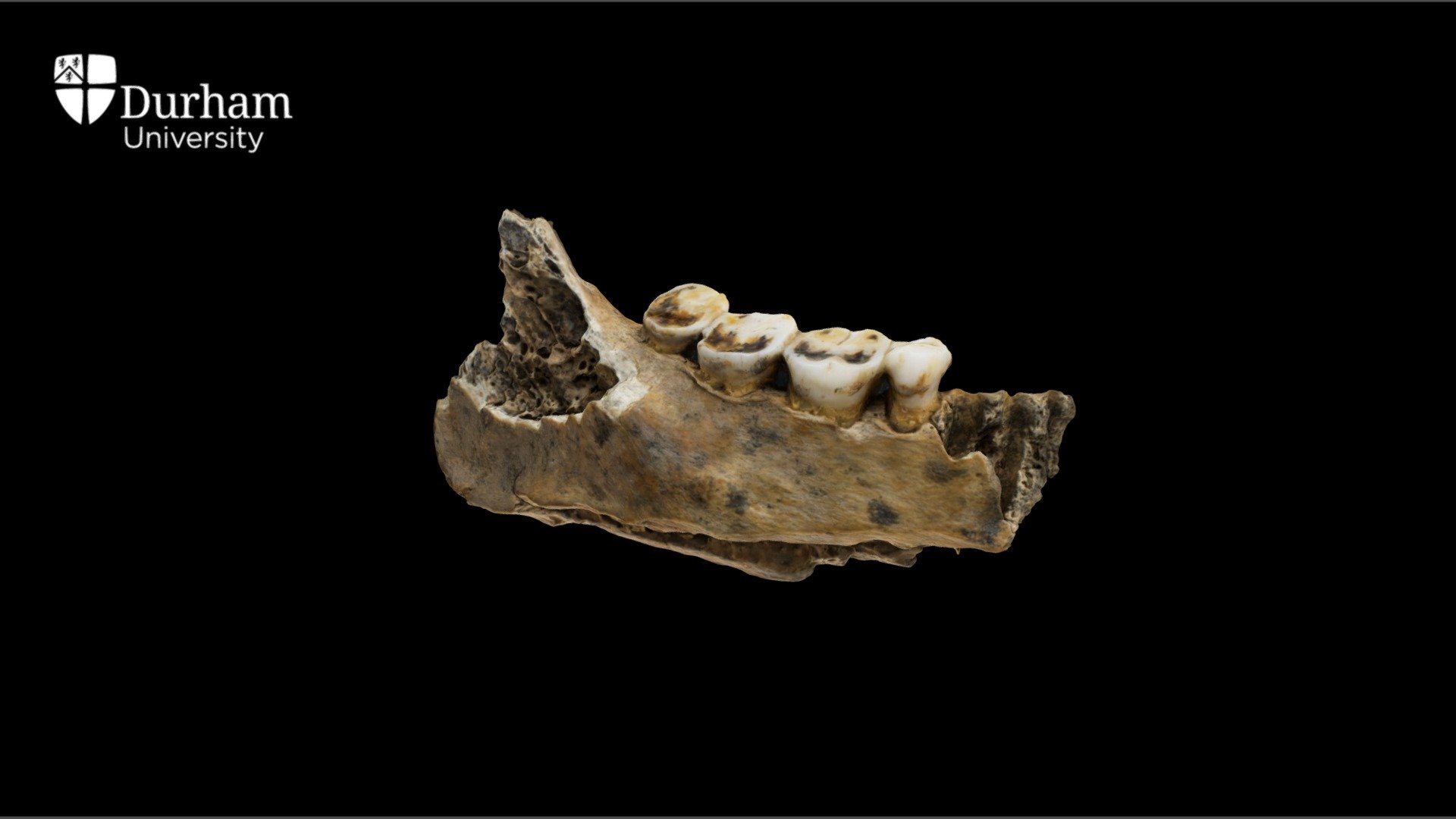 Mandible - 3D model by Durham Archaeology (@DurhamArchaeology) [f62d1f0 ...