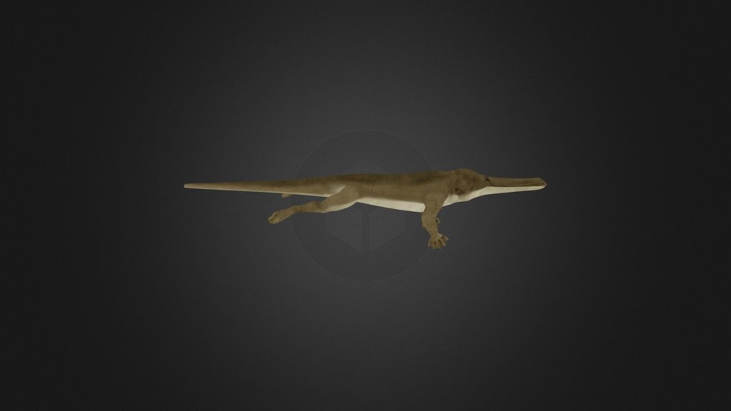 Remingtonocetus - 3D model by smanto [f62e0d5] - Sketchfab