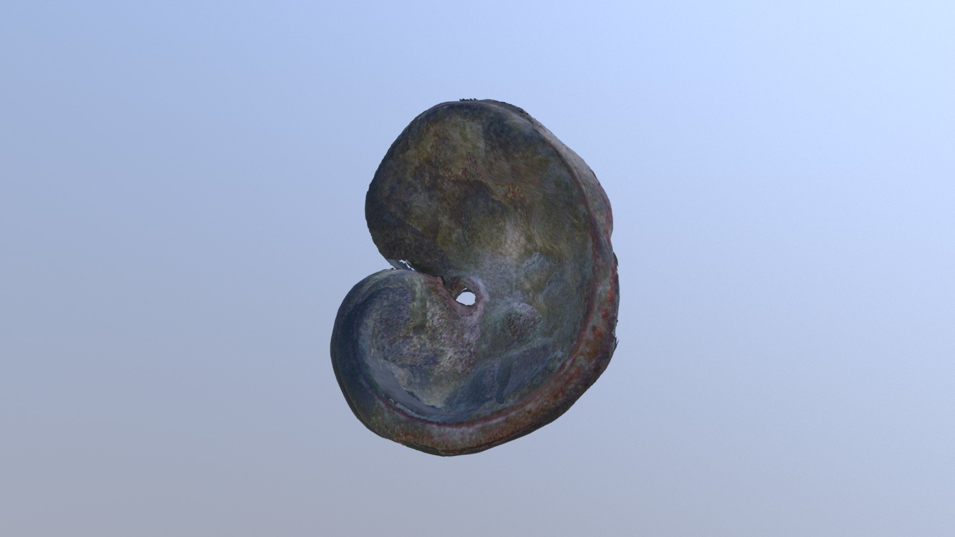 Pacara Earpod Tree, Fruit Seed Pod - 3D model by Keenanco [f633137 ...