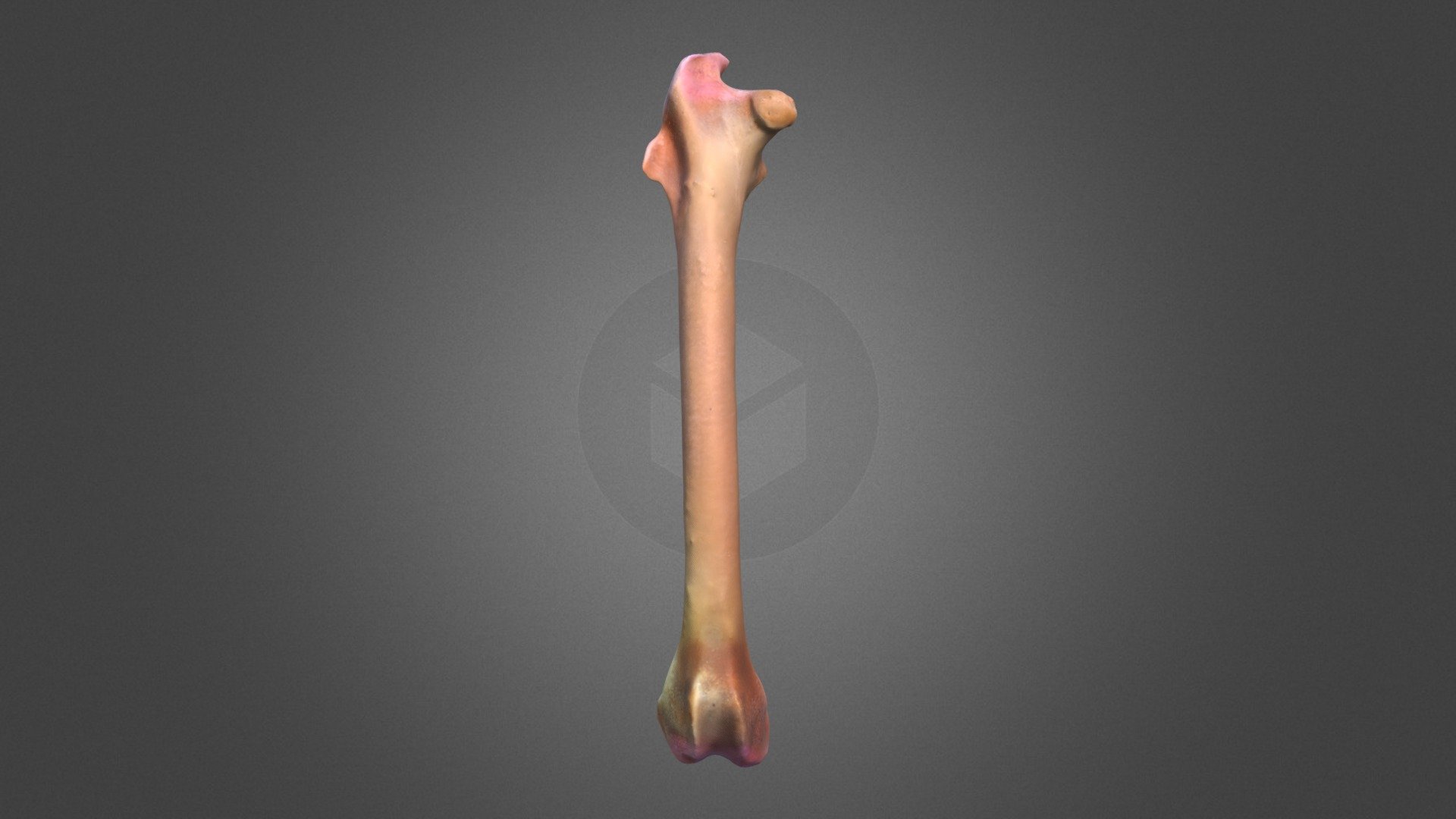 Femur of Lepus microtis - 3D model by bmoncunillsole [f6386ec] - Sketchfab
