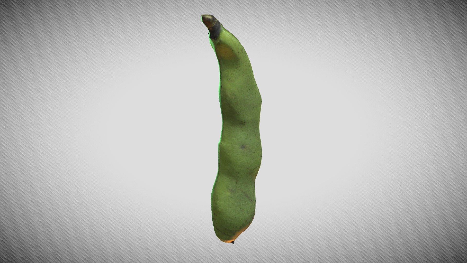 BroadBeans - 3D model by zannijp [f64da3e] - Sketchfab