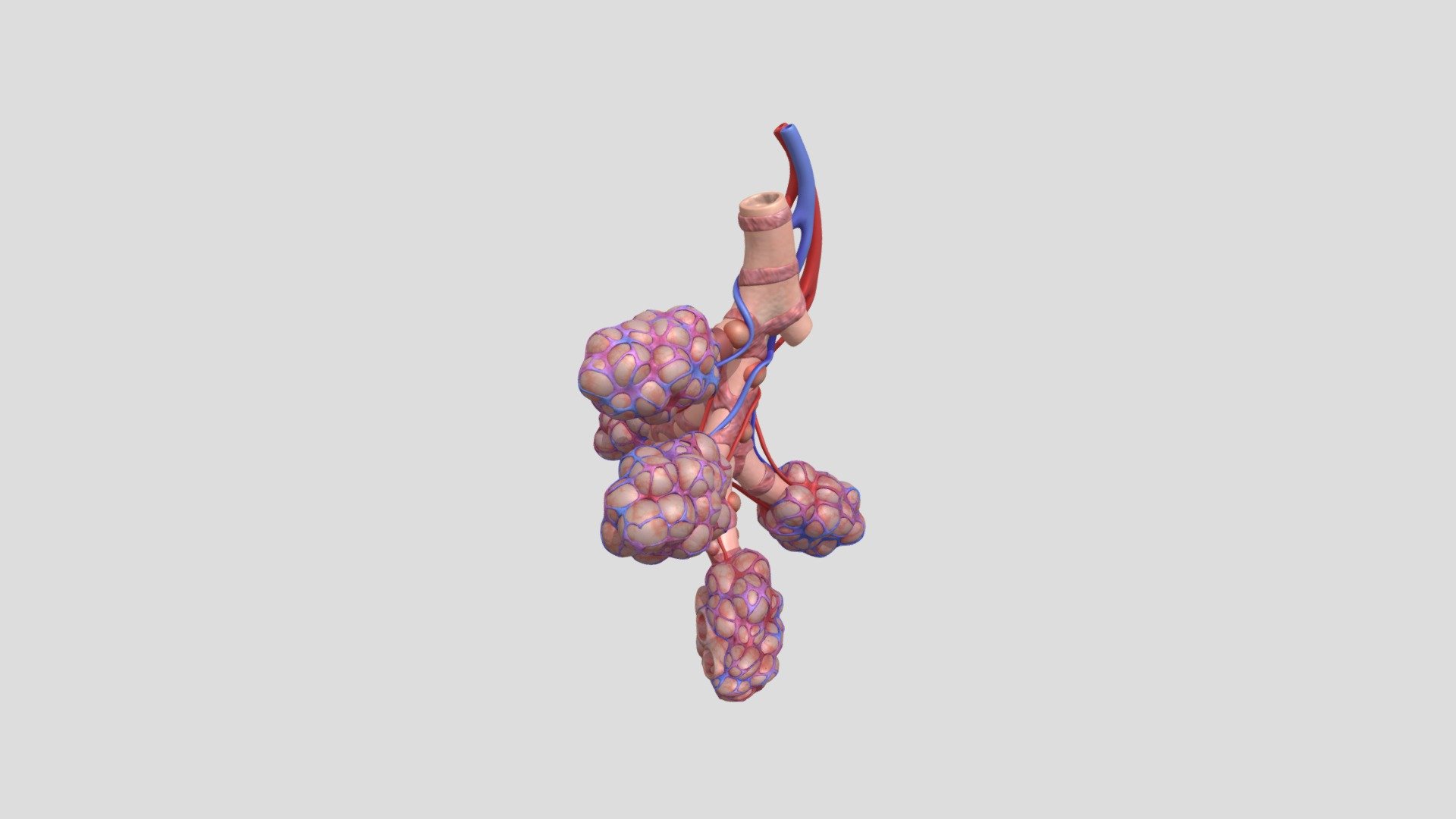 Human Bronchi Alveoli Anatomy Altered C4D V2 - 3D model by apsstudio ...