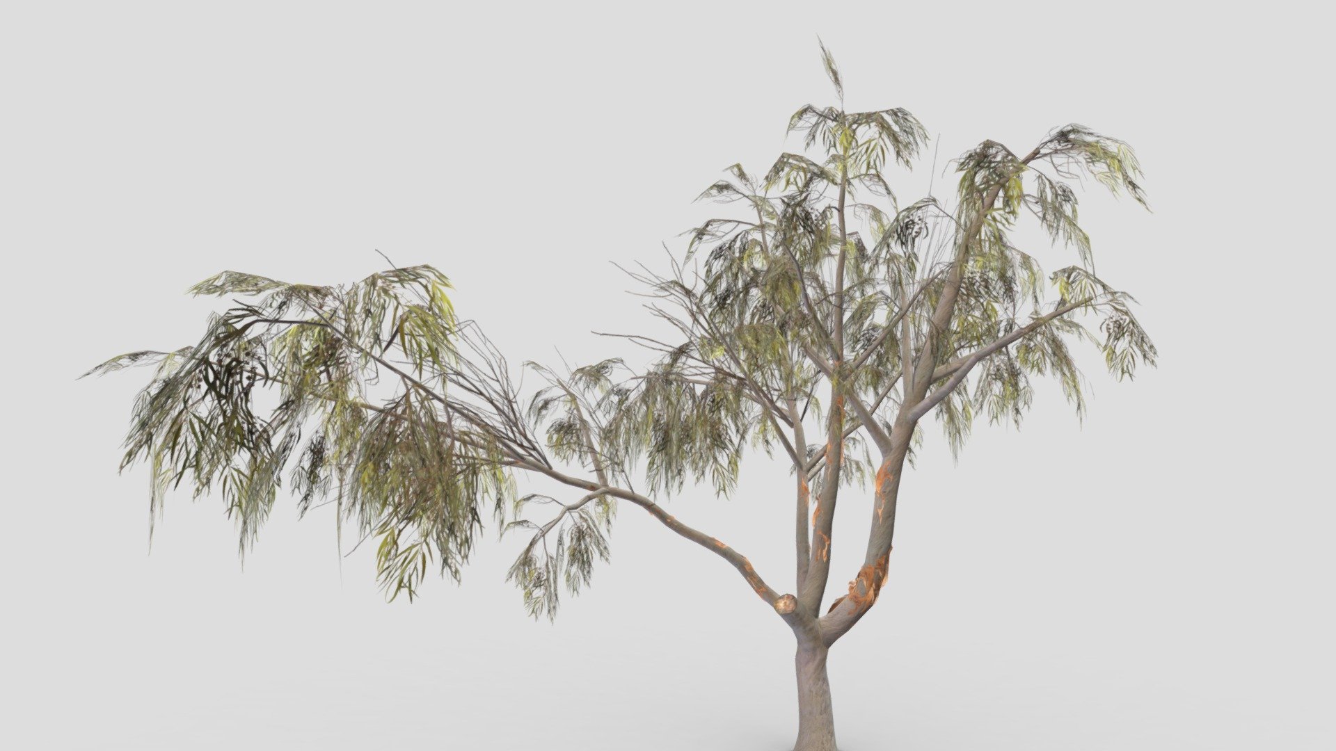 Eucalyptus Tree- 06 - Buy Royalty Free 3D model by ASMA3D [f65210f] - Sketchfab Store