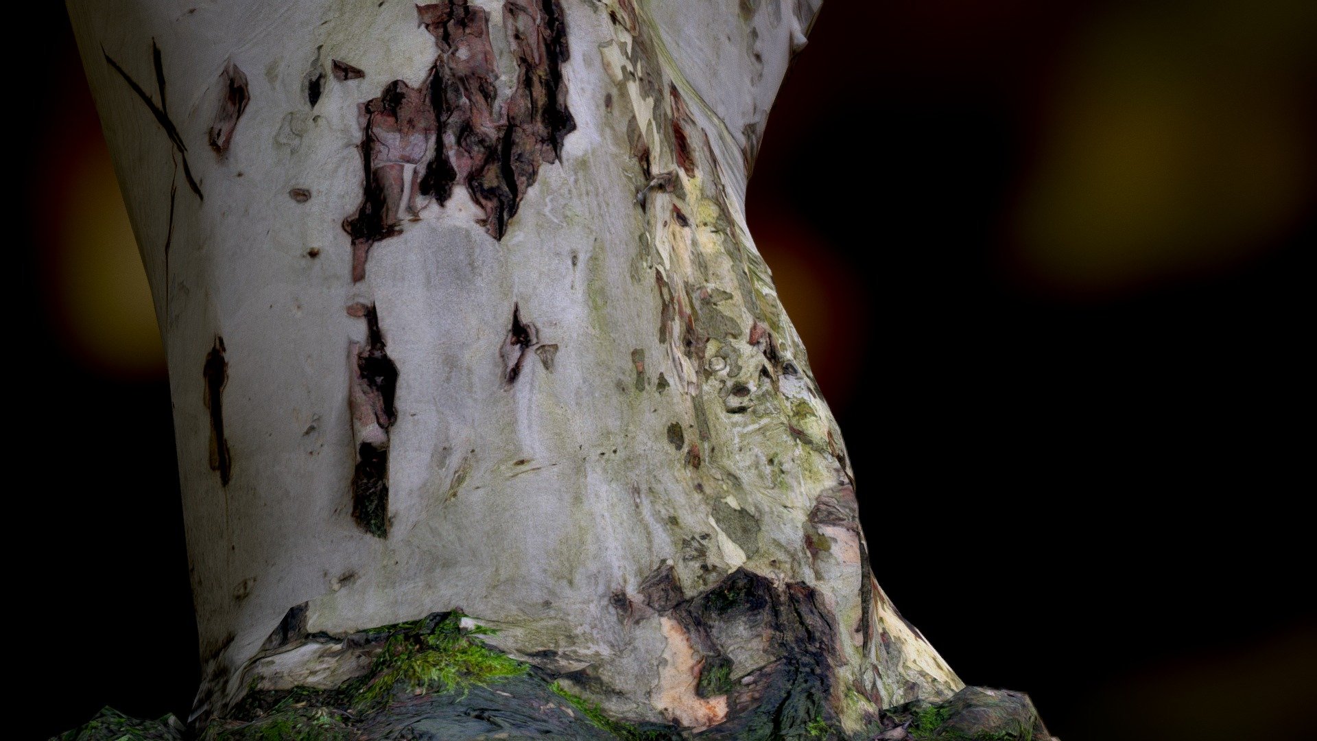 Eucalyptus Tree Scan - Download Free 3D model by Michael Neocleous ...