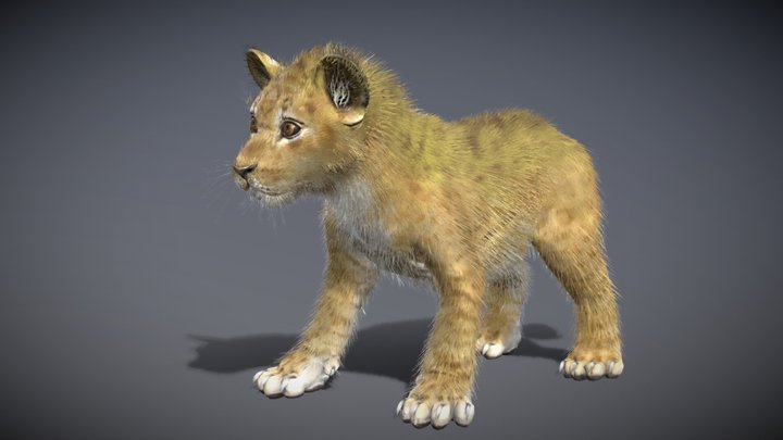 Cat 3D models - Sketchfab