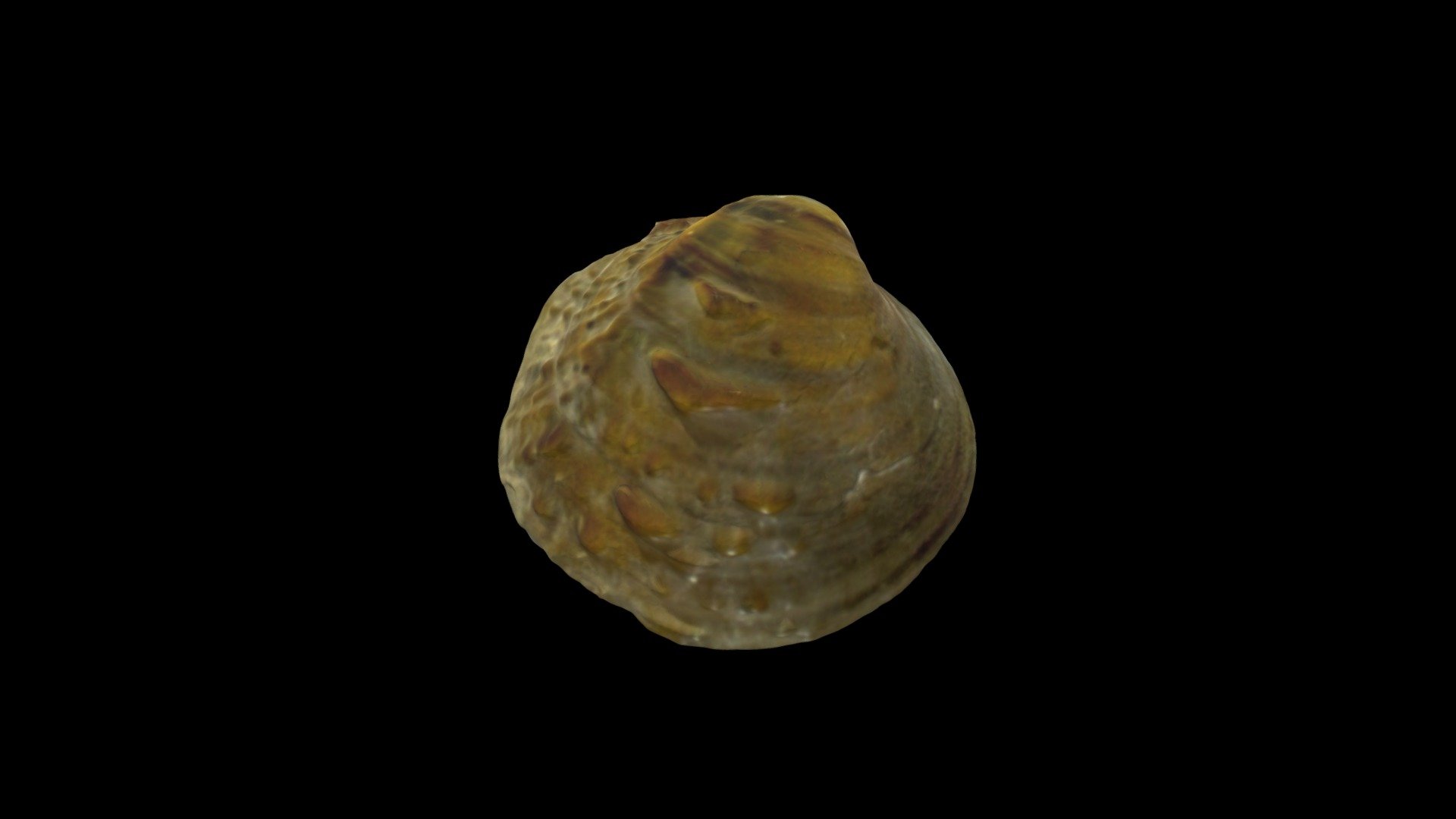 Pimpleback - Download Free 3D model by atolin [f660465] - Sketchfab
